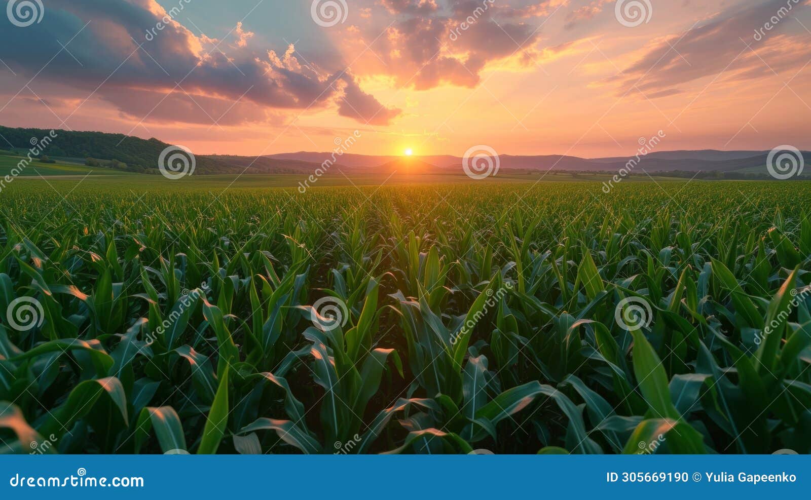 Beautiful Corn Field at Sunrise Stock Photo - Image of summer, meadow ...