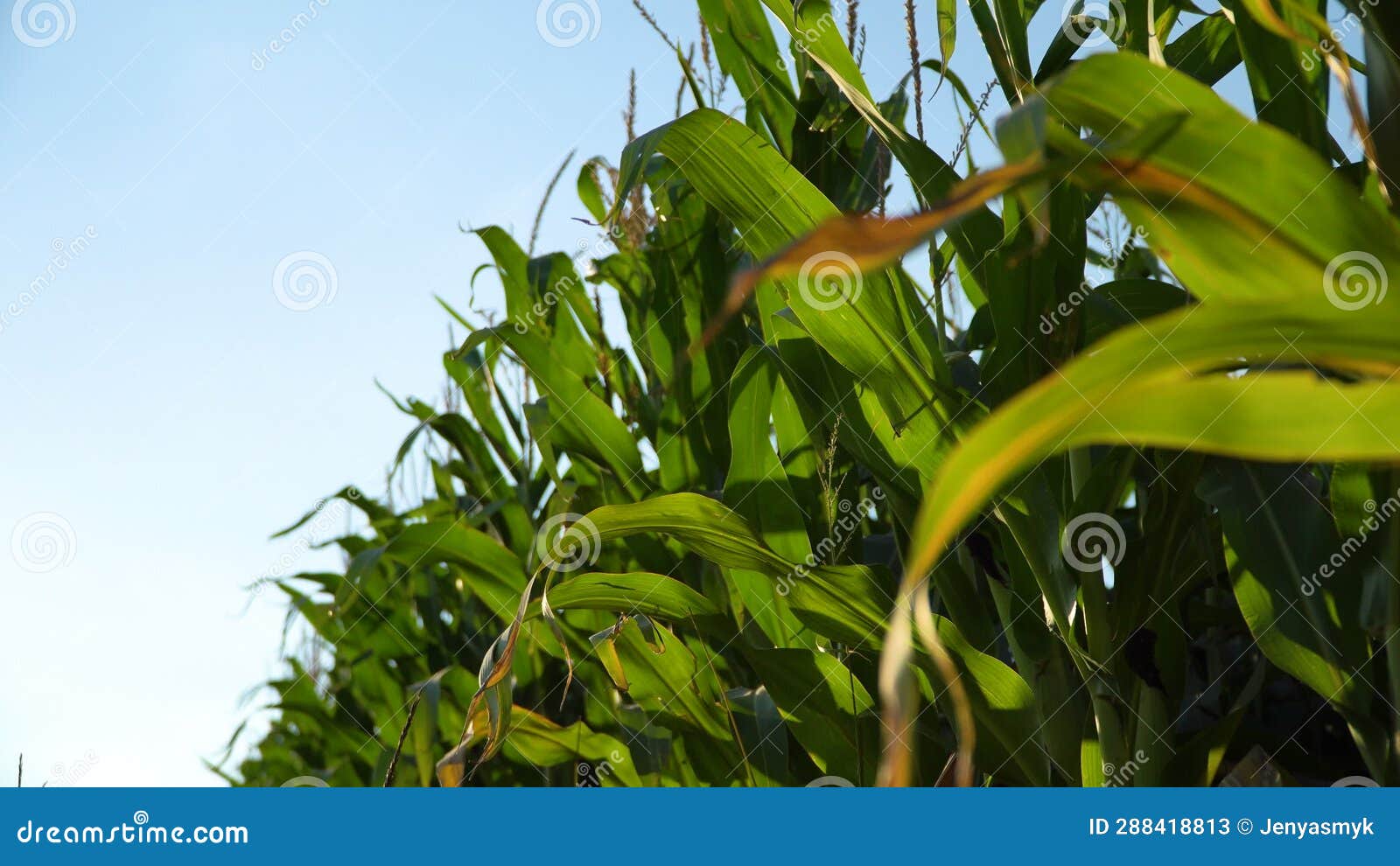 Beautiful Corn Leaves. Corn Leaves Develop in the Wind on the ...