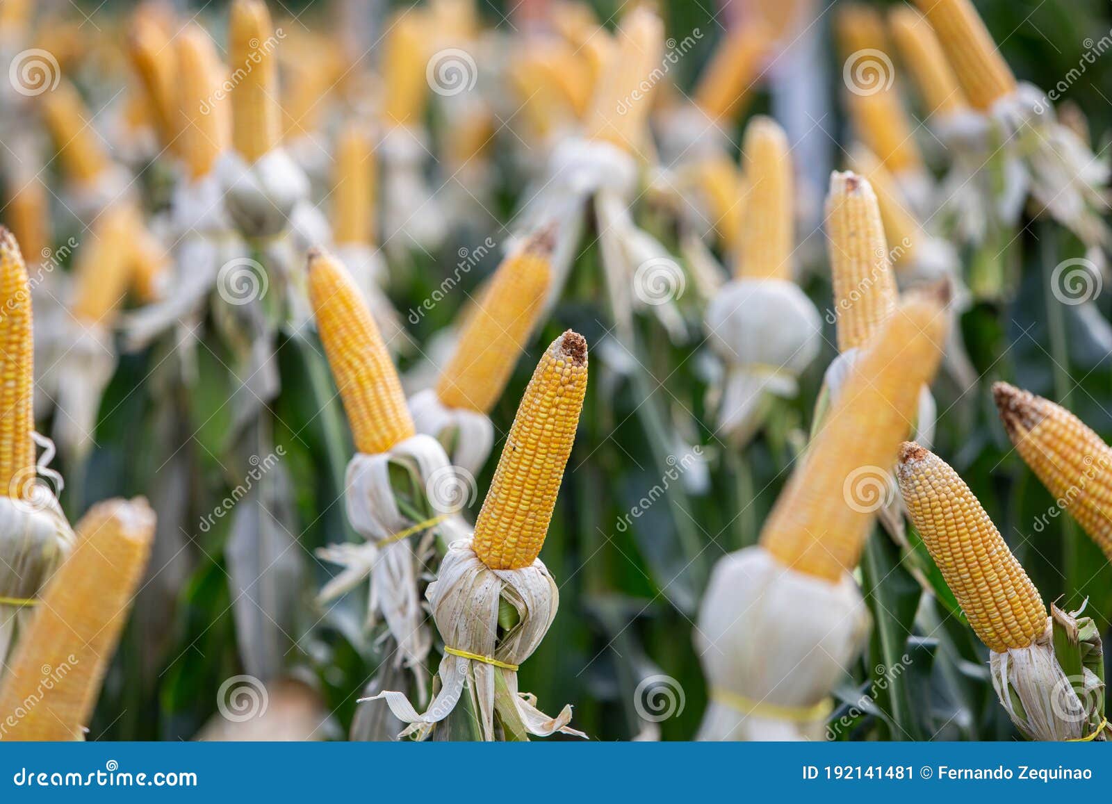 Beautiful Corn Plants in Rows and Rubber Bands Stock Image - Image of ...