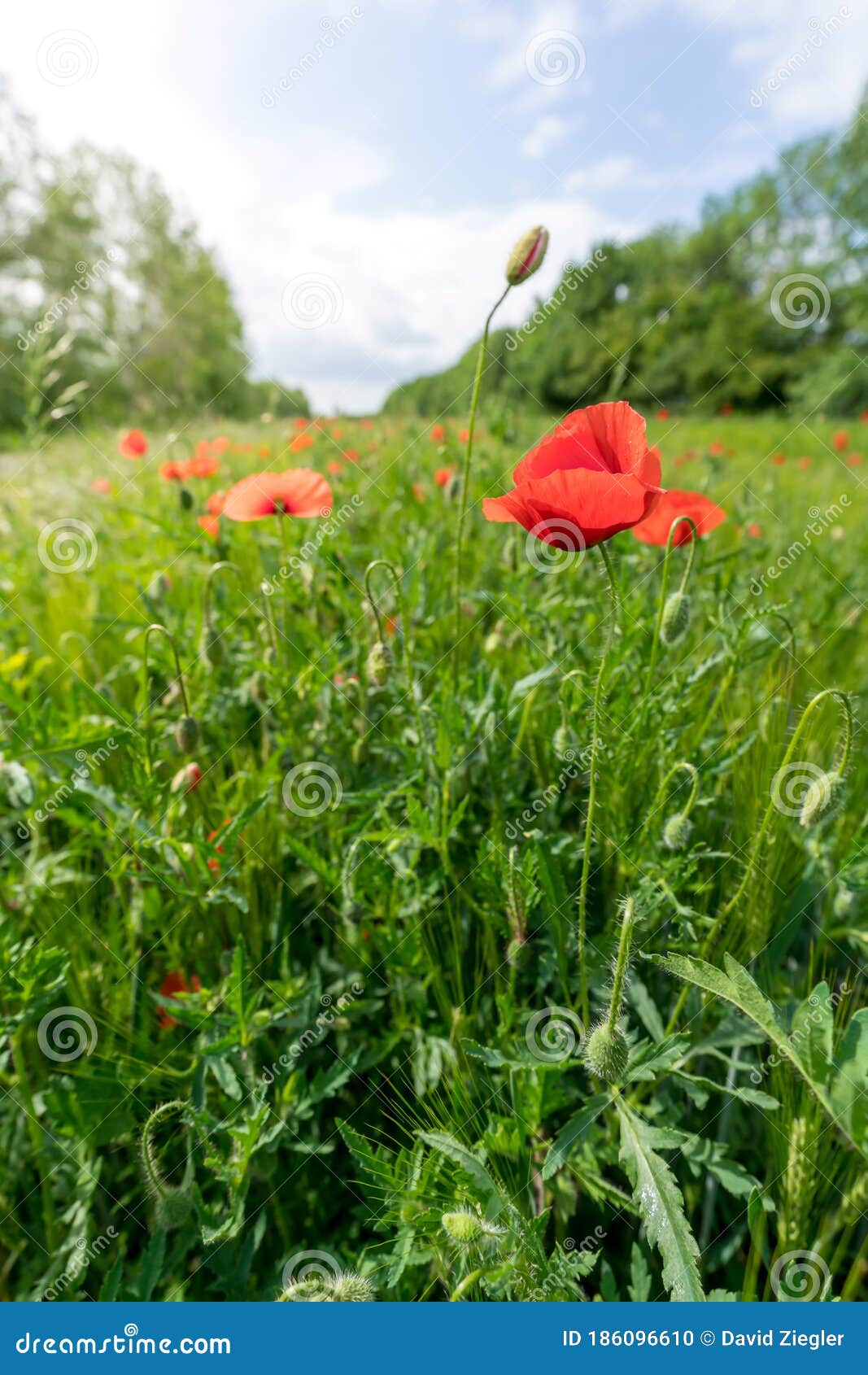 Beautiful Corn Poppy Flower Stock Photo - Image of flora, grow: 186096610