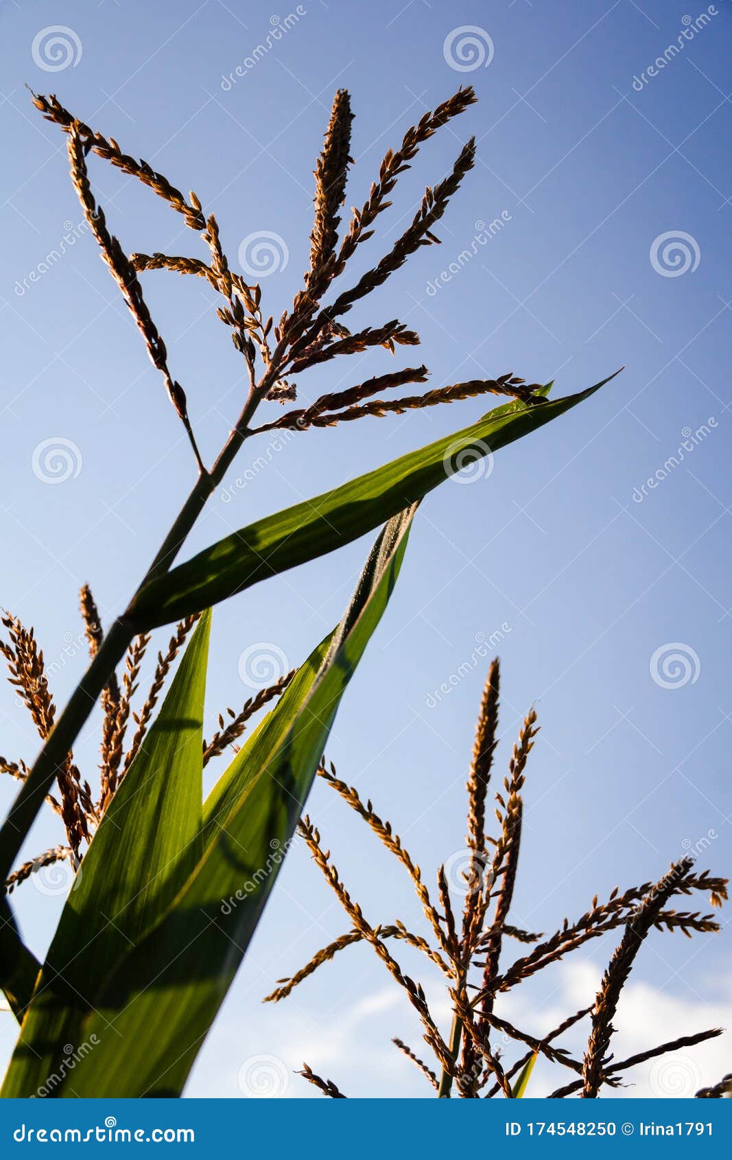 Beautiful Corn in the Sun Close Up Stock Photo - Image of color ...