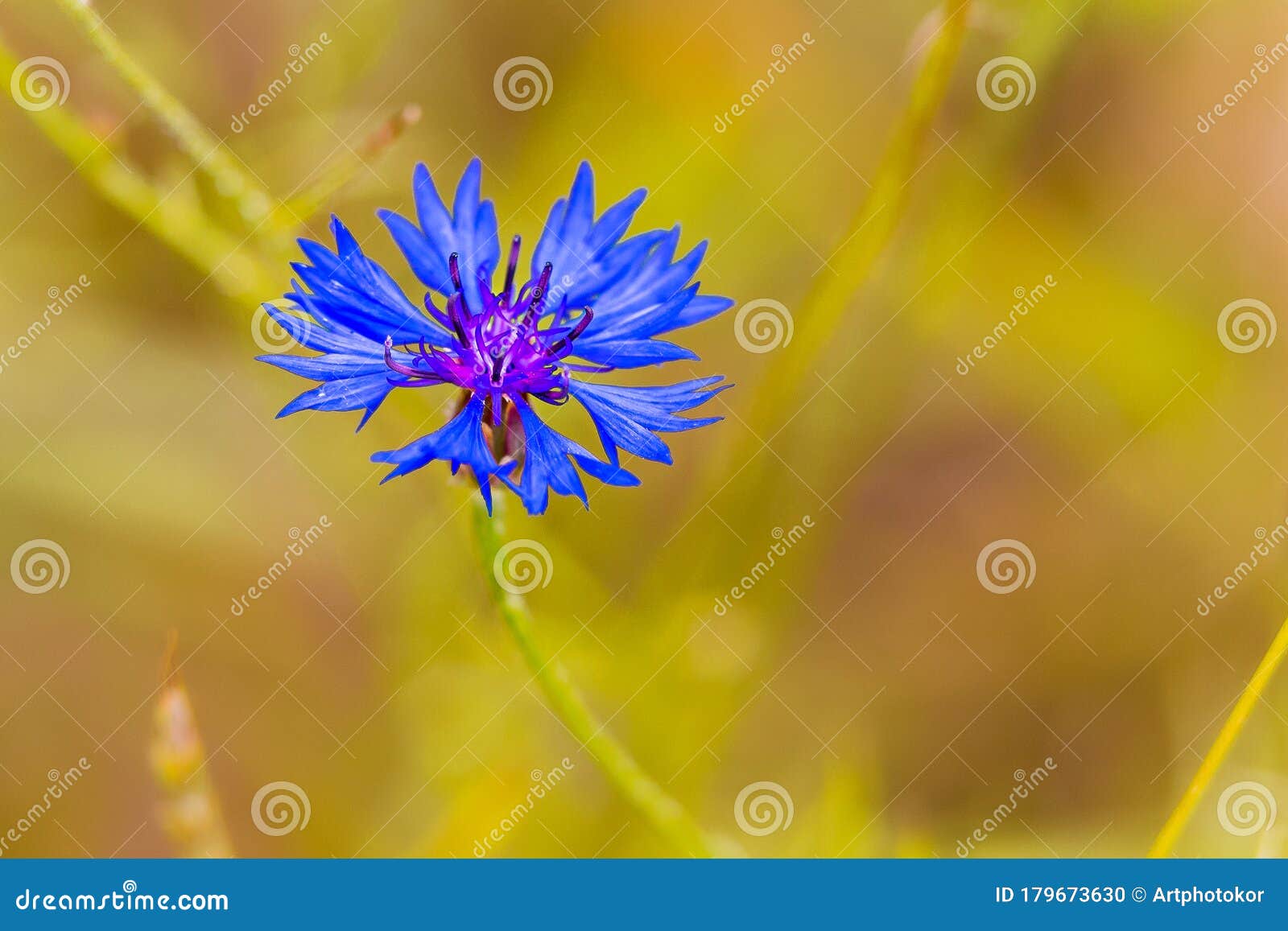Beautiful Cornflower. the National Symbol of the Republic of Belarus ...