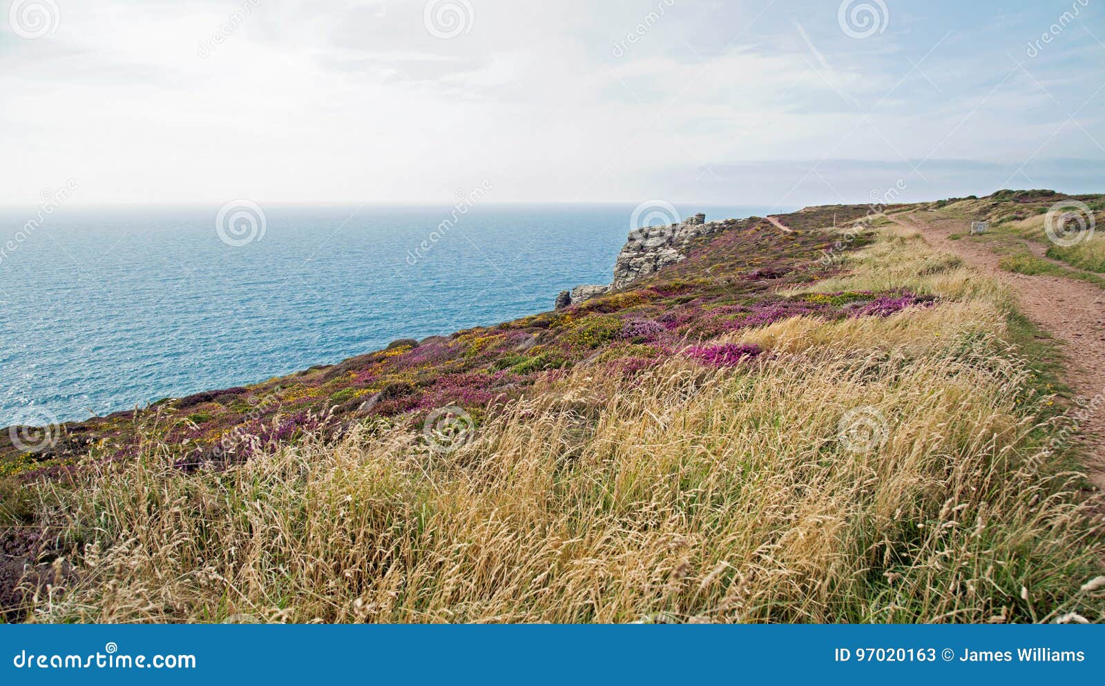 Beautiful Cornish Landscape with Purple Heather Foreground Stock Image ...