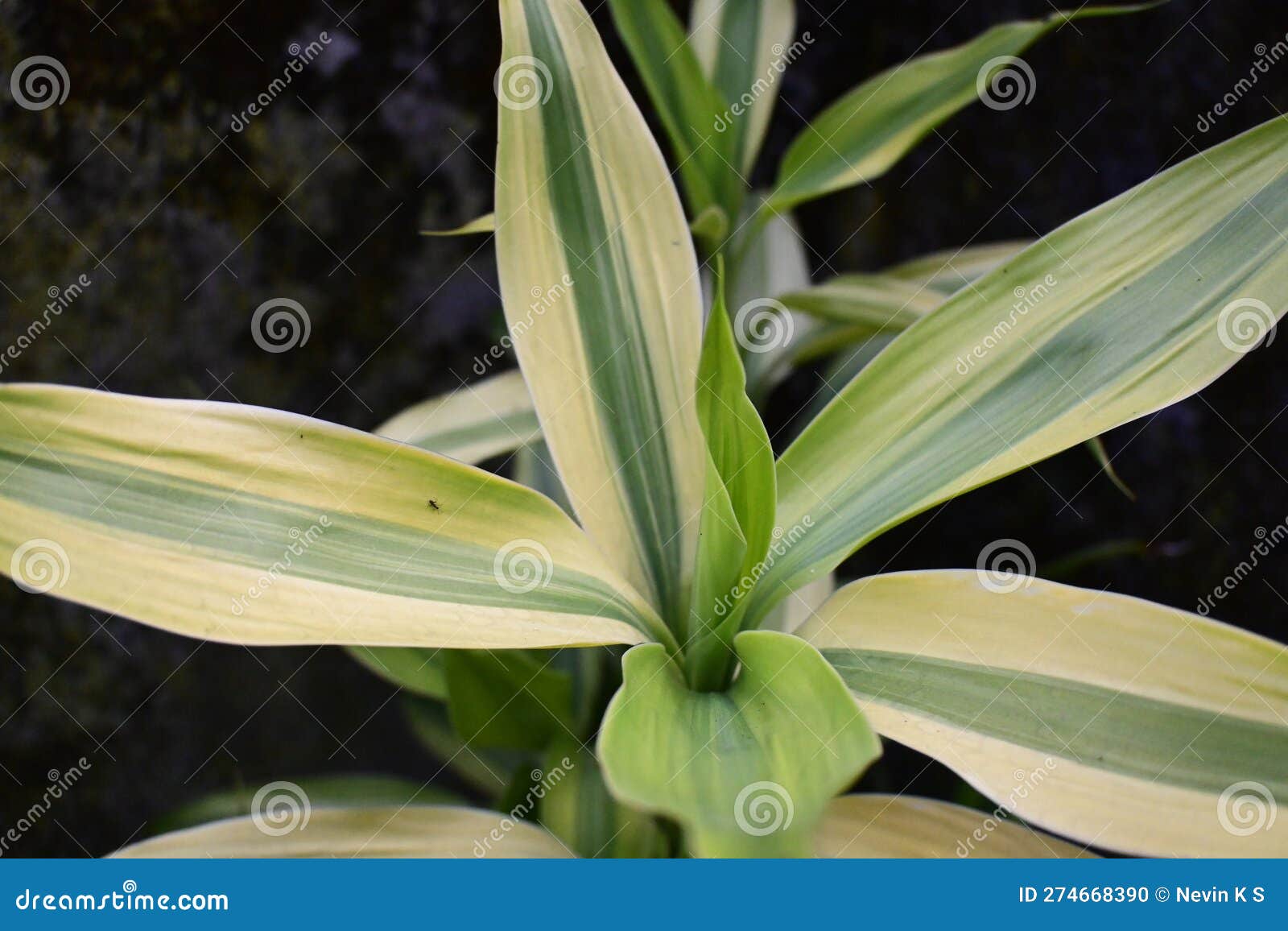Beautiful Cornstalk Dracena Golden Coast in Kerala Stock Photo - Image ...