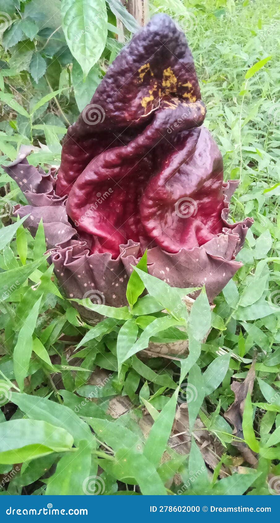 A Beautiful Corpse Flower Hidden in the Village on the Way Home Stock ...