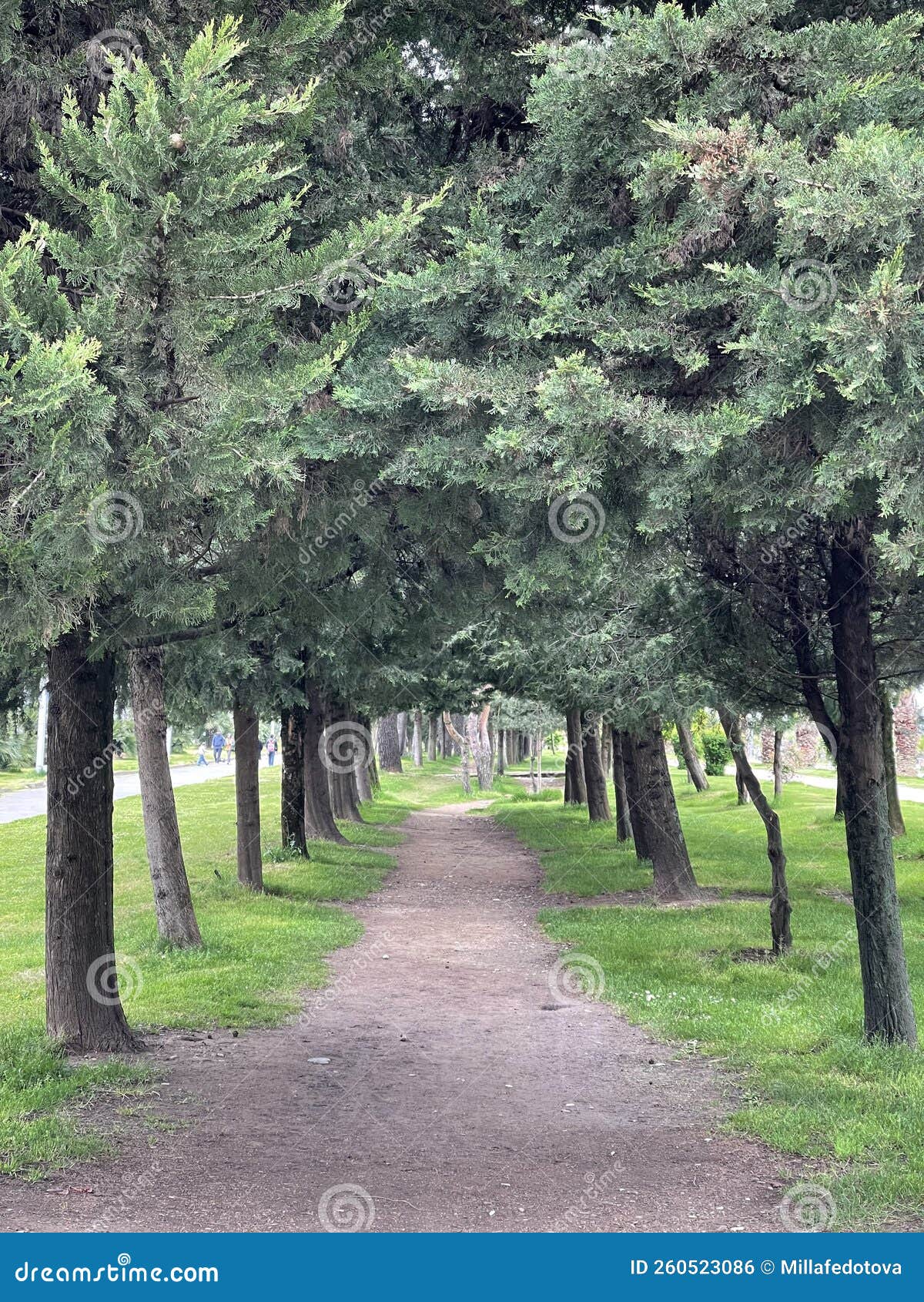 Beautiful Corridor of Trees, Natural Plant Pathway Stock Photo - Image ...