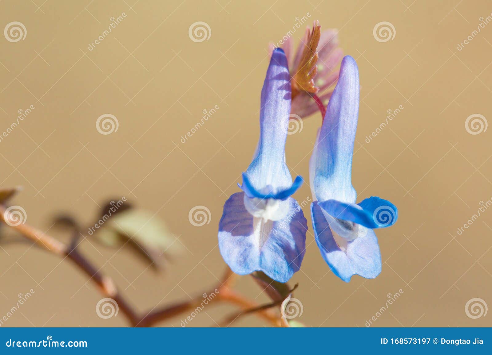 Beautiful Corydalis Tuber Blossoms Stock Image - Image of plants, green ...