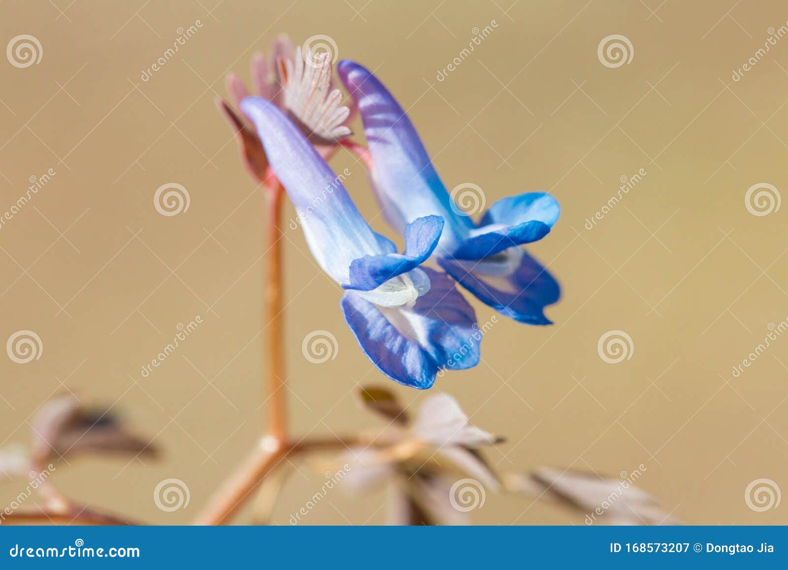 Beautiful Corydalis Tuber Blossoms Stock Image - Image of corydalis ...