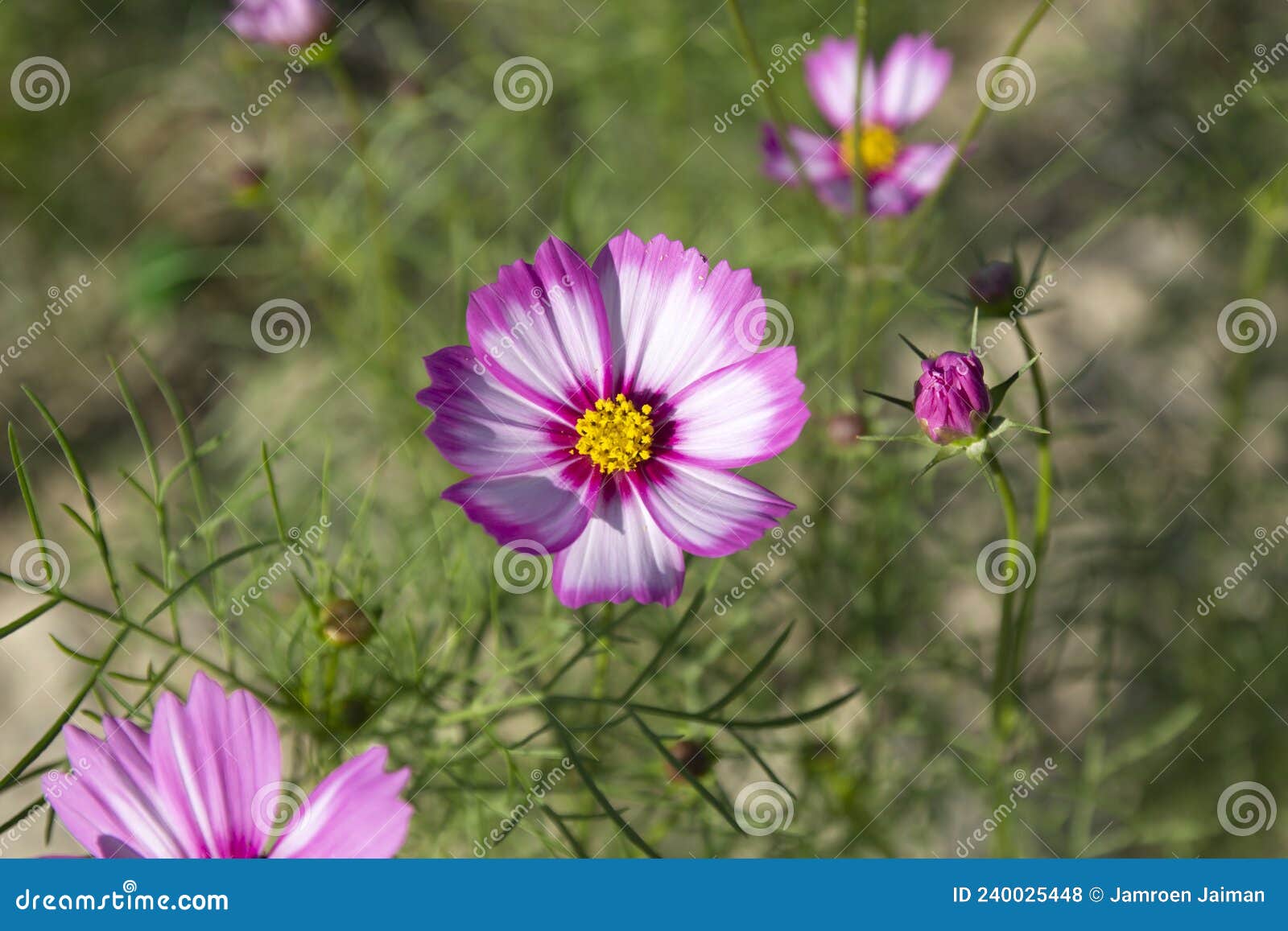 Beautiful Cosmo Flowers Blooming in the Garden Stock Photo - Image of ...