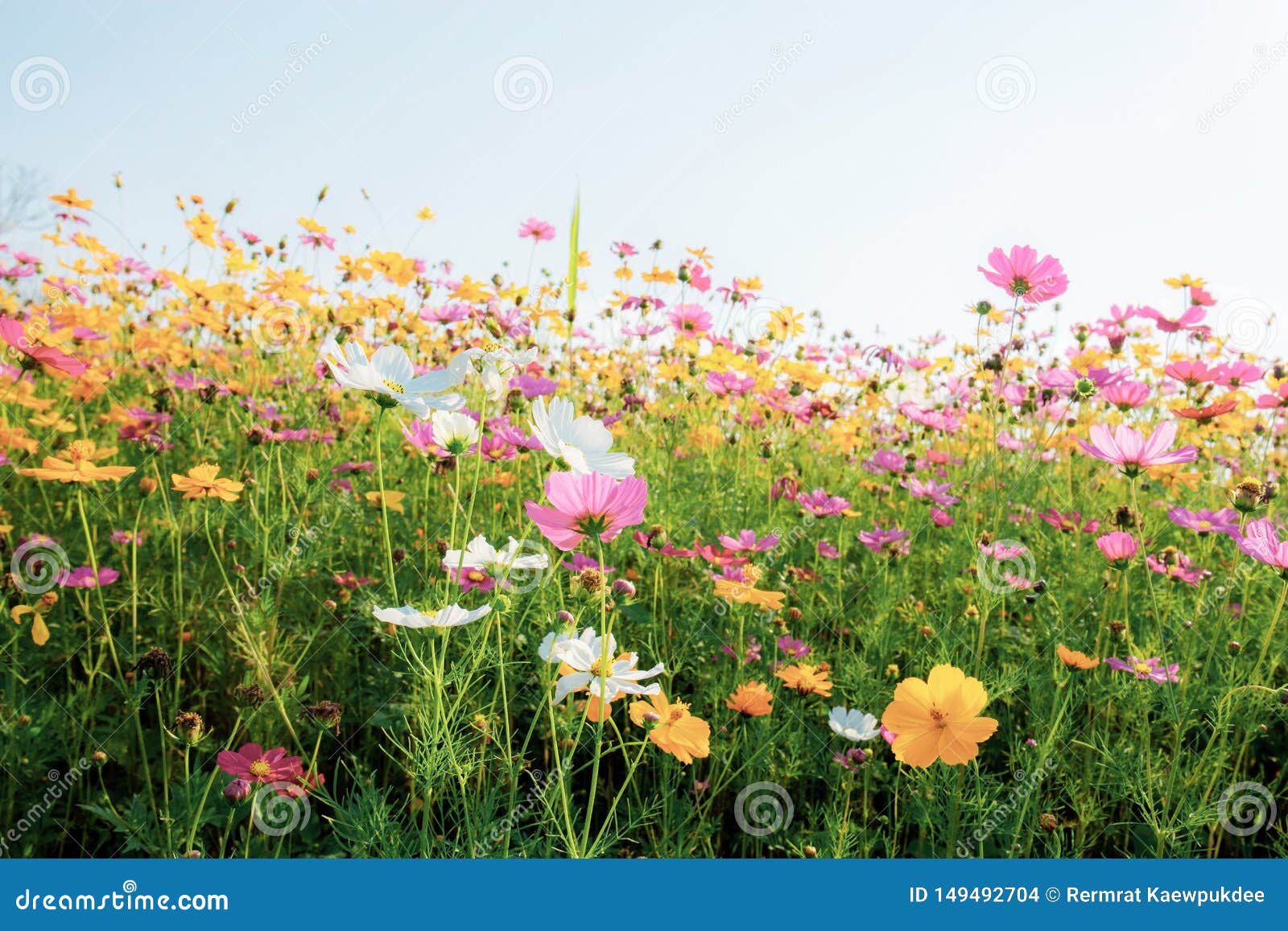 Beautiful of Cosmos on Field Stock Photo - Image of blue, blossom ...