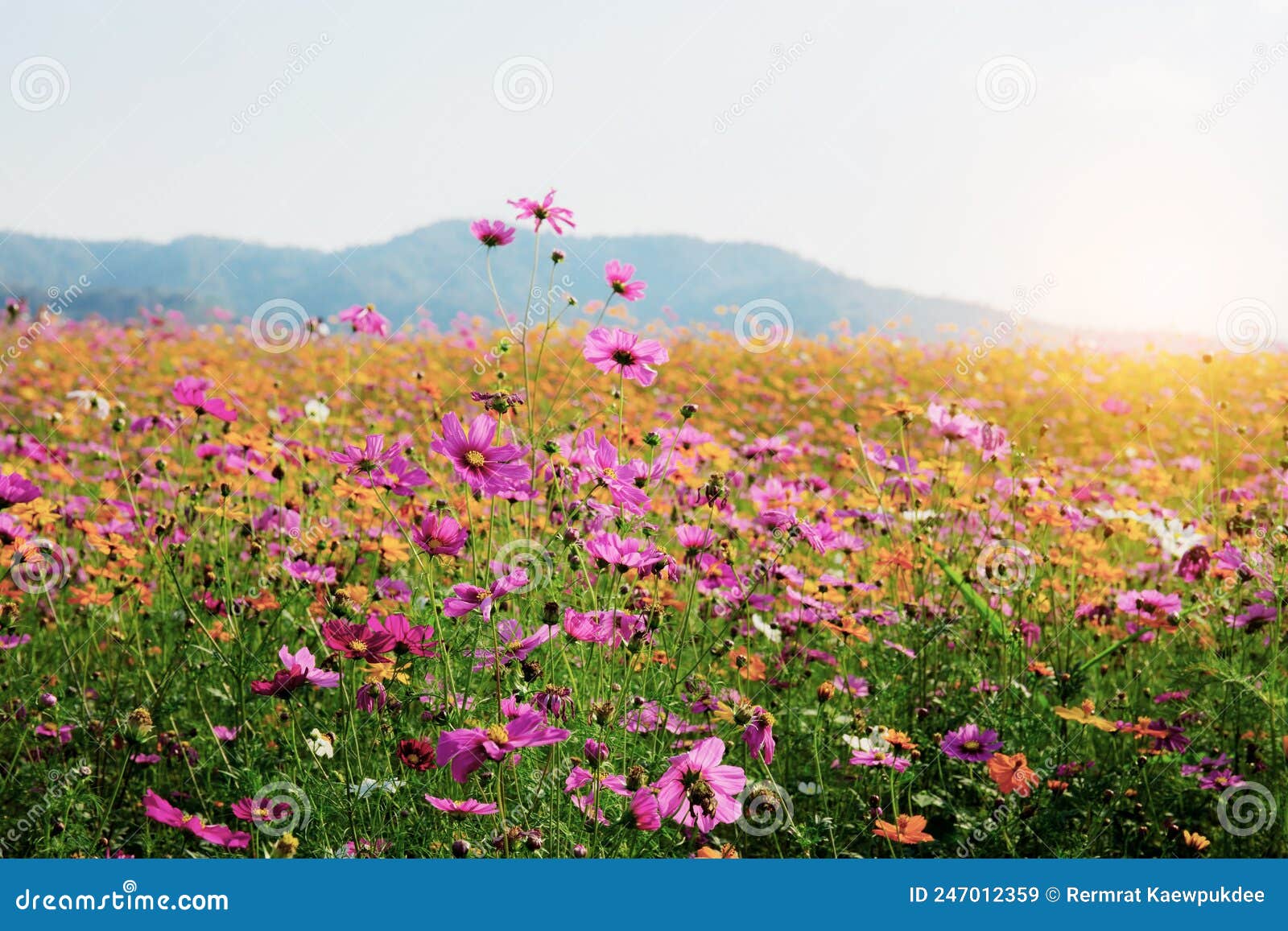 Beautiful of Cosmos on Field Stock Image - Image of blooming, flower ...