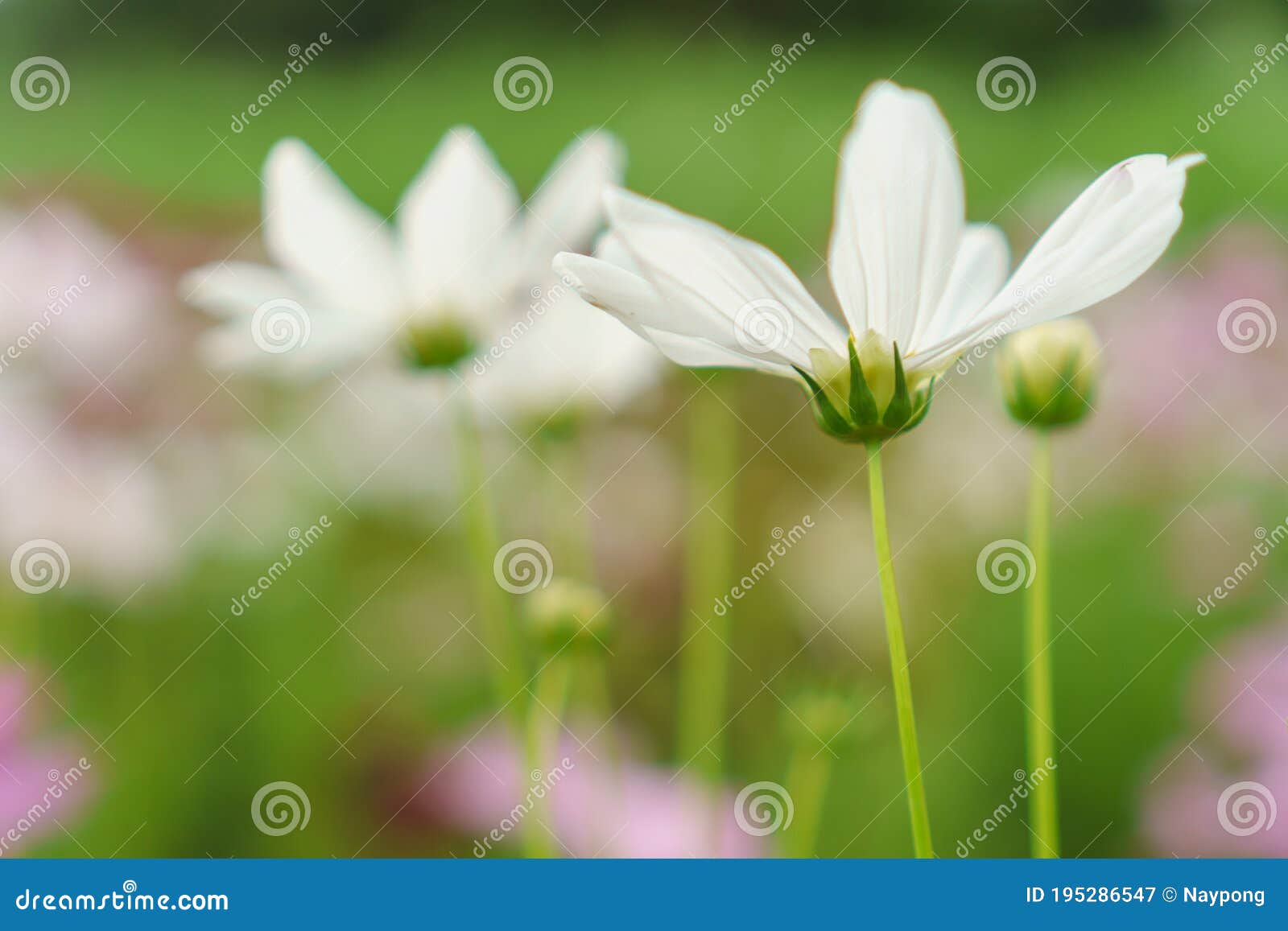 Beautiful cosmos flower stock image. Image of nature - 195286547