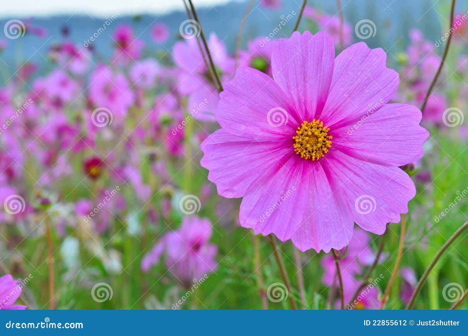 Beautiful Cosmos flower stock photo. Image of macro, gardening - 22855612