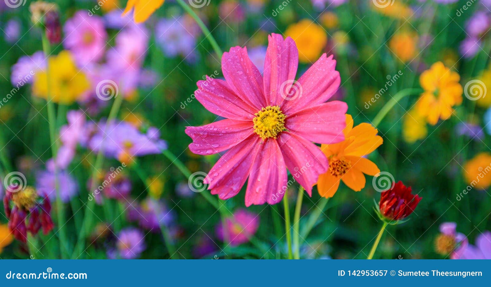 A Beautiful Cosmos Flower Field at Sunset Stock Image - Image of beauty ...