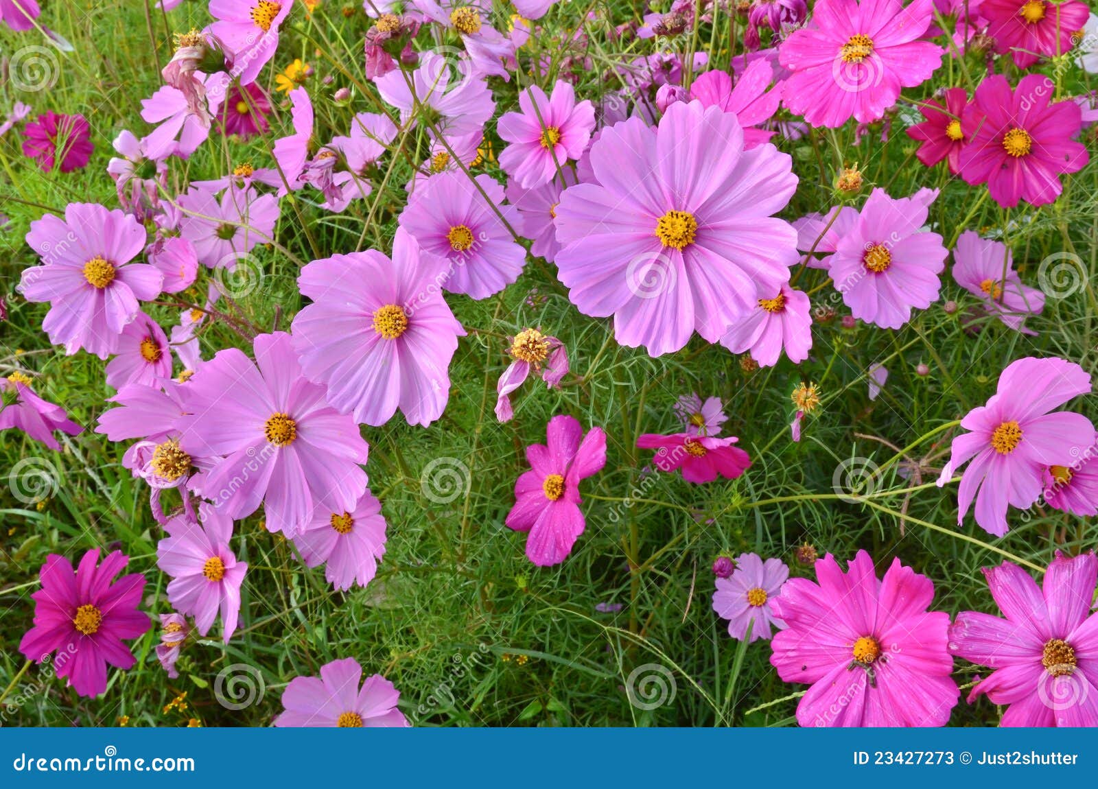 Beautiful Cosmos Flower Field Stock Image - Image of close, closeup ...