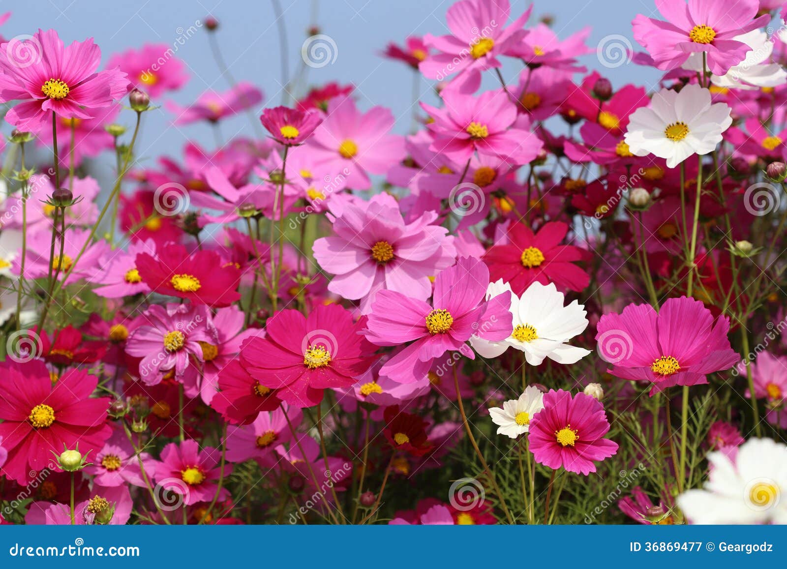 Beautiful Cosmos Flower Field Stock Photography | CartoonDealer.com ...