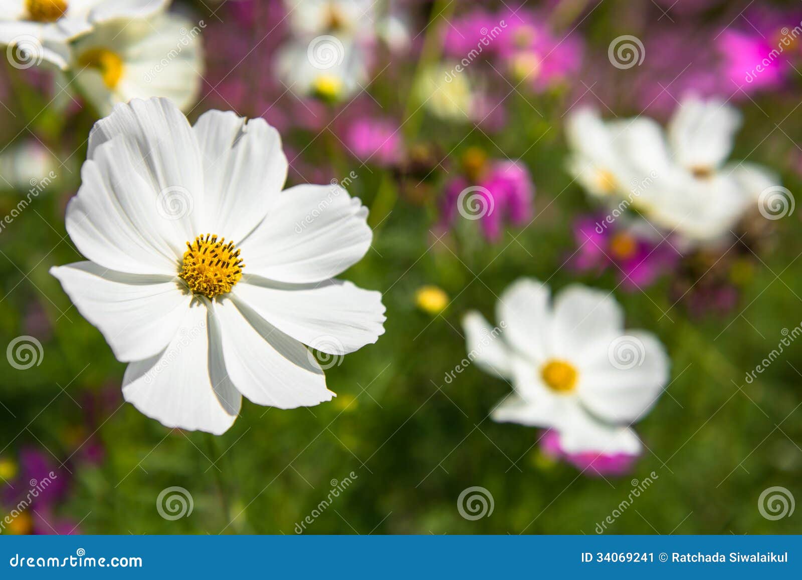 Beautiful Cosmos Flower stock image. Image of detail - 34069241