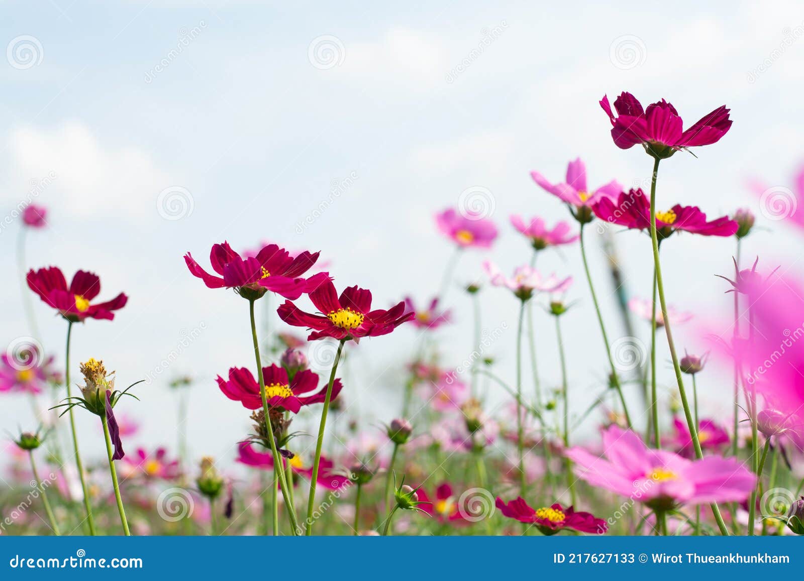 Beautiful Cosmos Flower in the Garden Stock Image - Image of colorful ...