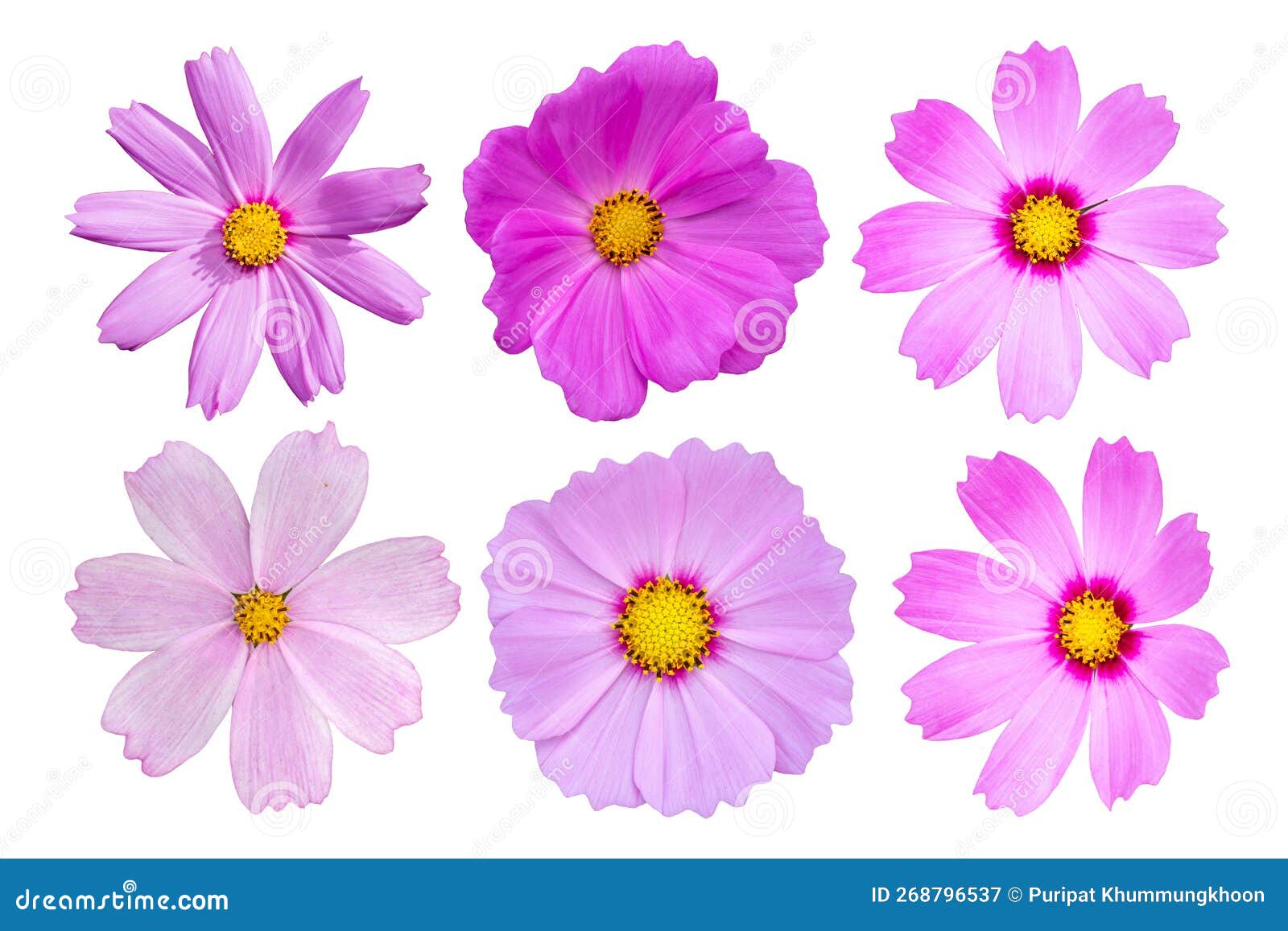 Beautiful Cosmos Flower Isolated on White Background Stock Image ...