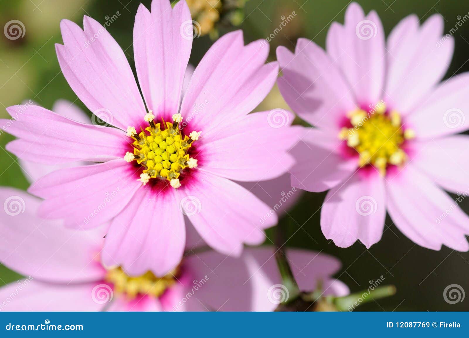 Beautiful Cosmos flowers stock image. Image of cosmos - 12087769