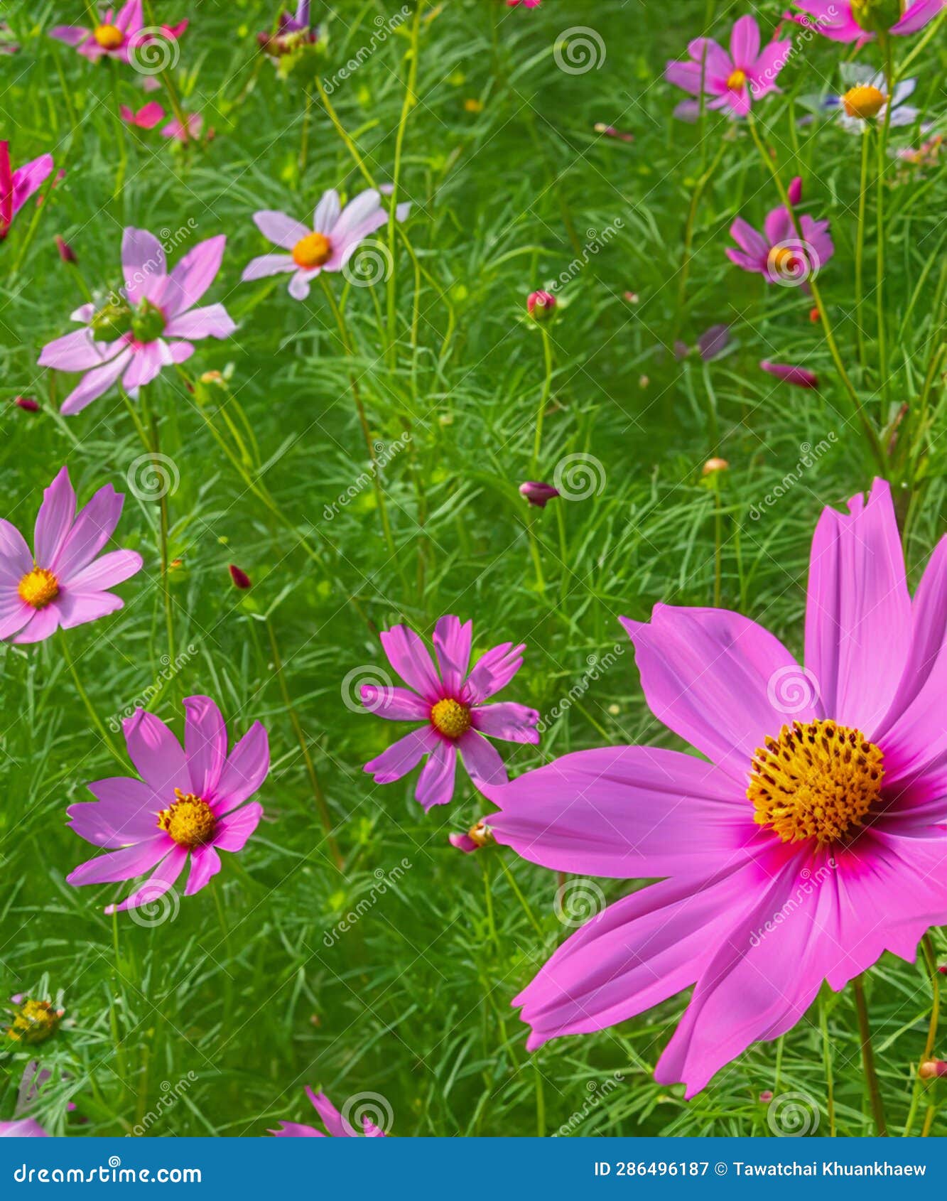 Beautiful Cosmos Flowers Blooming in Garden Stock Image - Image of ...