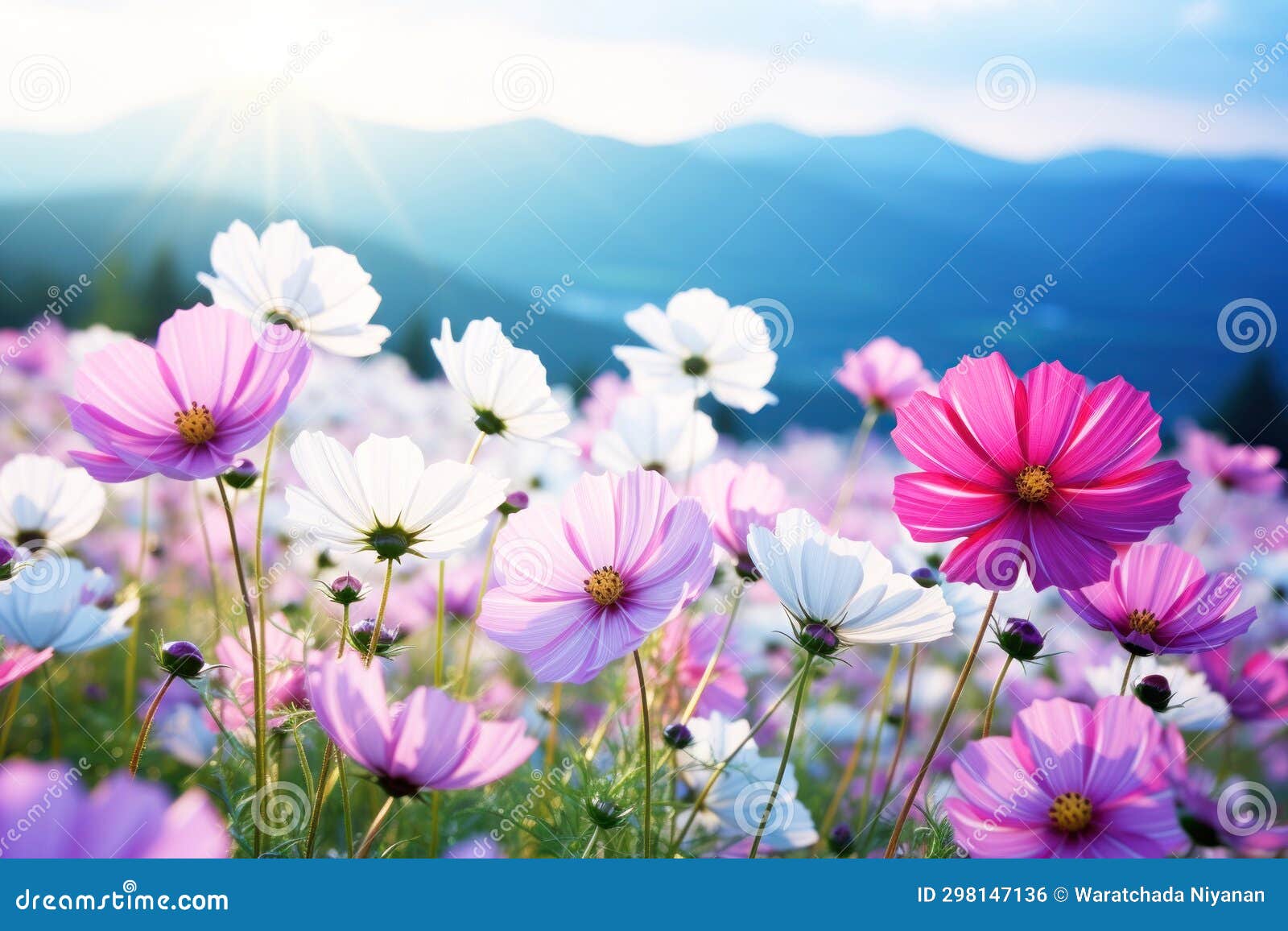 Beautiful Cosmos Flowers Field. Generative Ai Stock Illustration ...