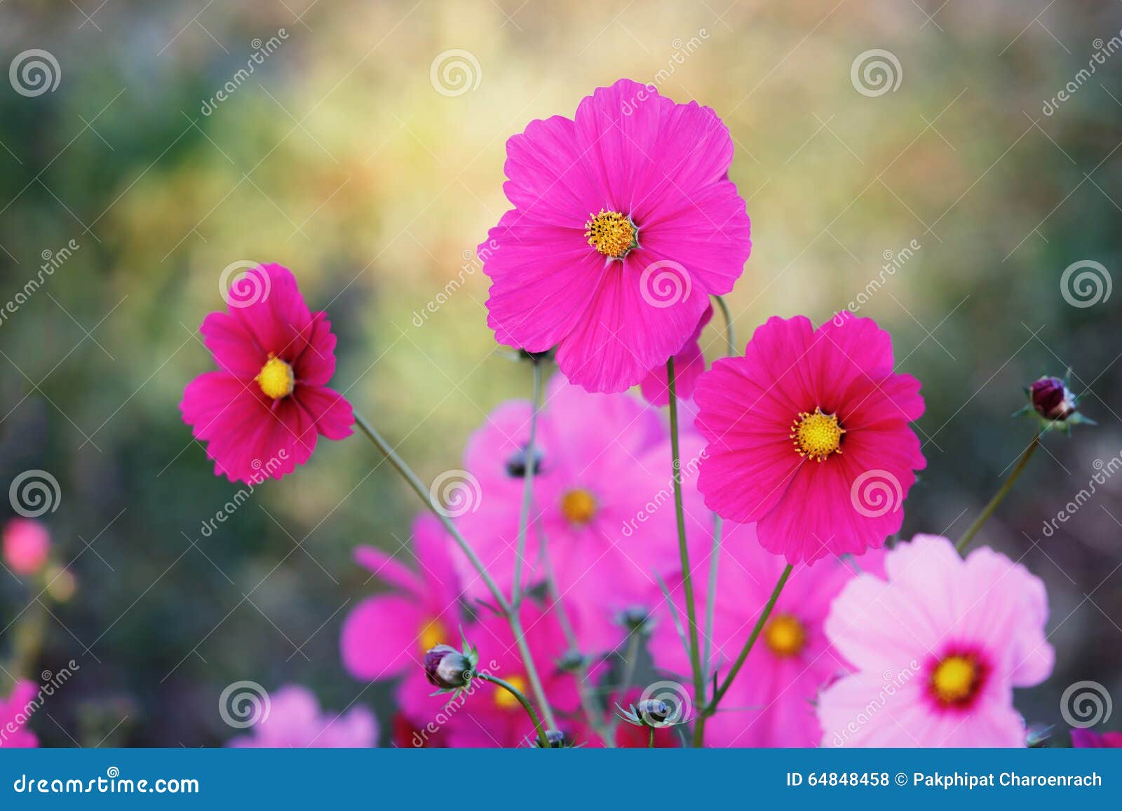 Beautiful Cosmos Flowers in a Garden. - (Selective Focus) Stock Photo ...