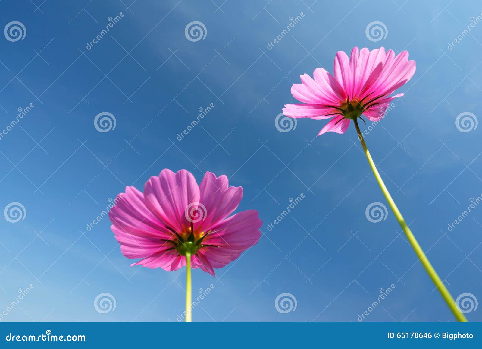 Beautiful Cosmos Flowers on Sky Background Stock Photo - Image of ...
