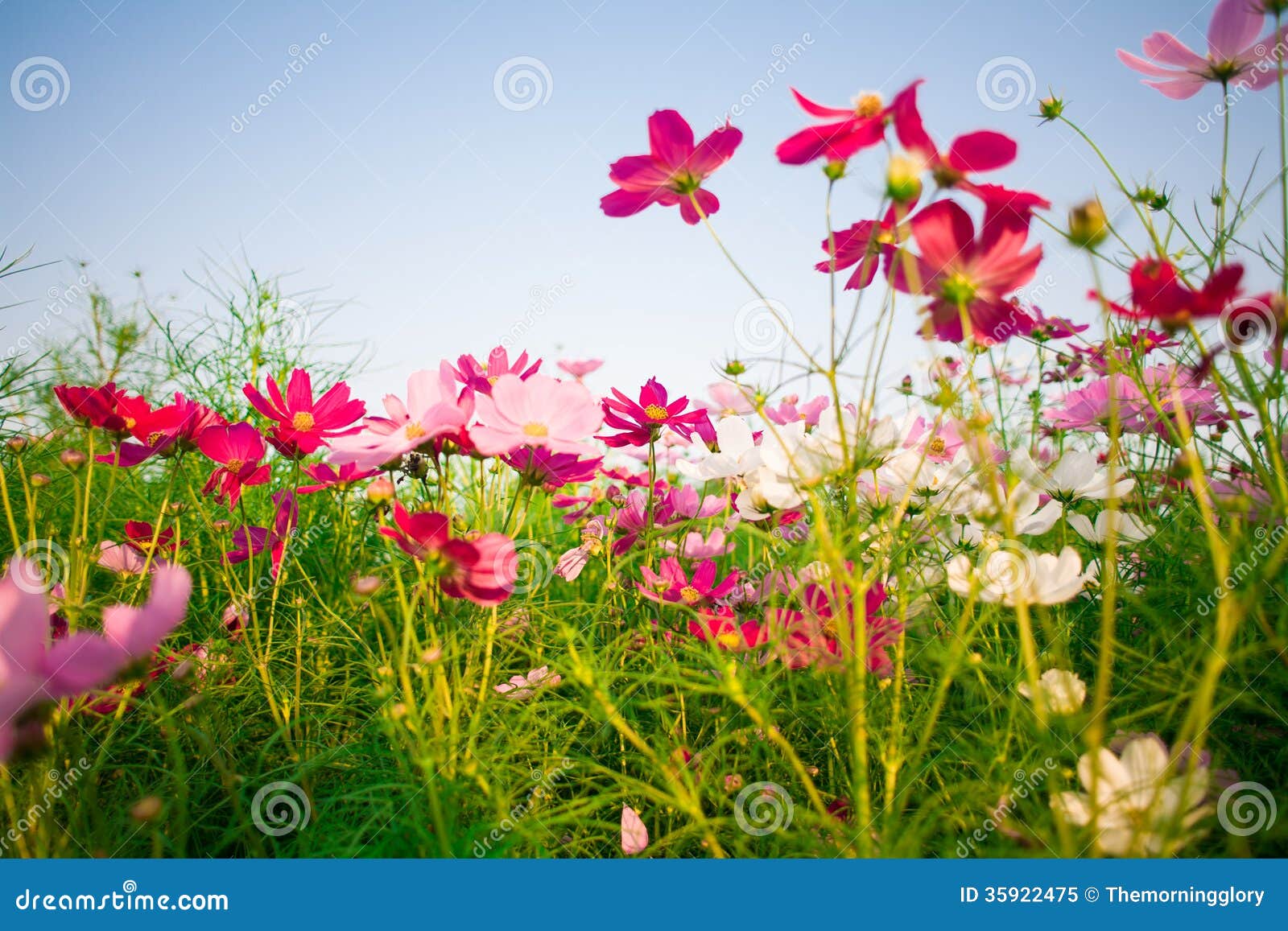 Beautiful Cosmos Flowers on Sky Background Stock Image - Image of ...