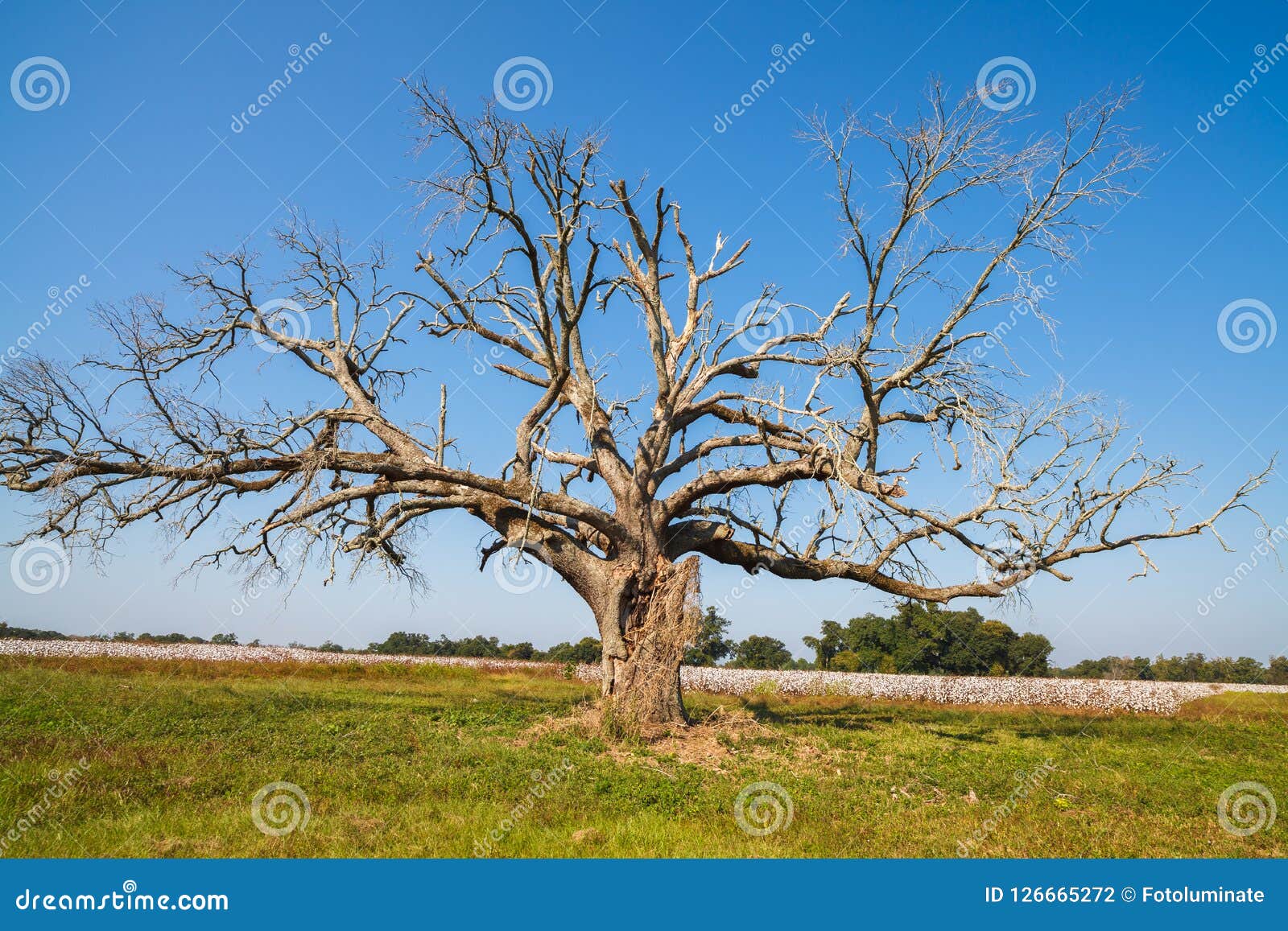 Alabama Cotton Field stock photo. Image of cultivation - 126665272