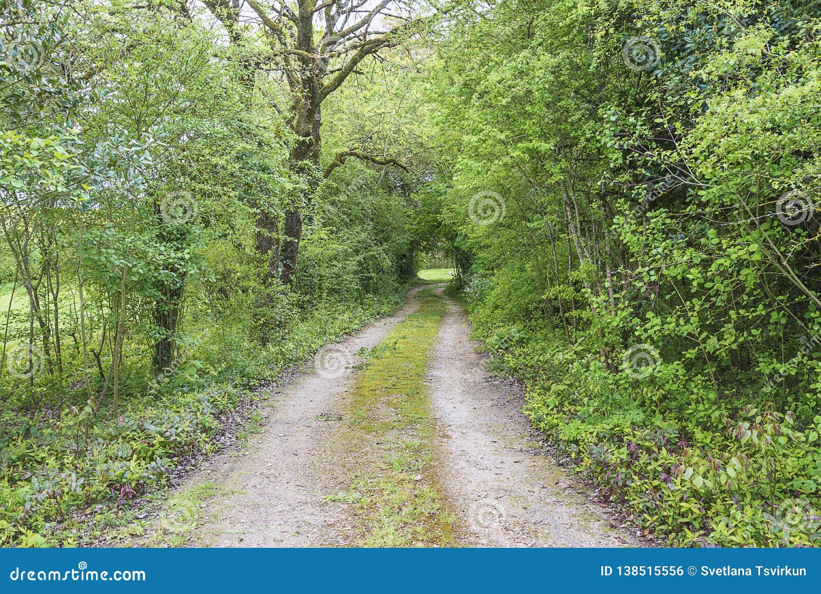 Beautiful Country Road in the Greenery on Spring Stock Photo - Image of ...