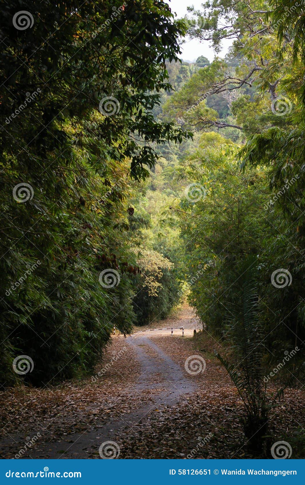 Beautiful country roadside stock image. Image of grass - 58126651