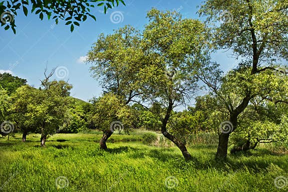 Beautiful Countryside Scene Stock Image - Image of rural, nature: 9946401