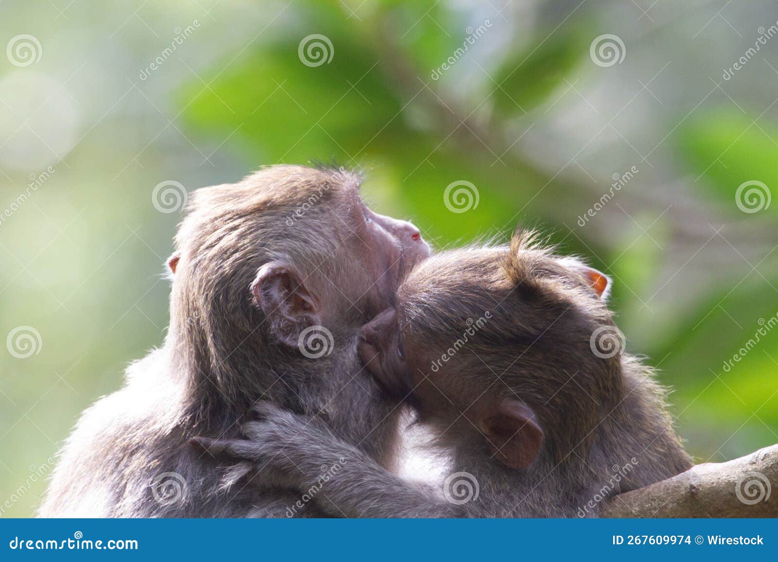 Beautiful Couple of Monkeys Hugging Each Other on a Blurred Background ...