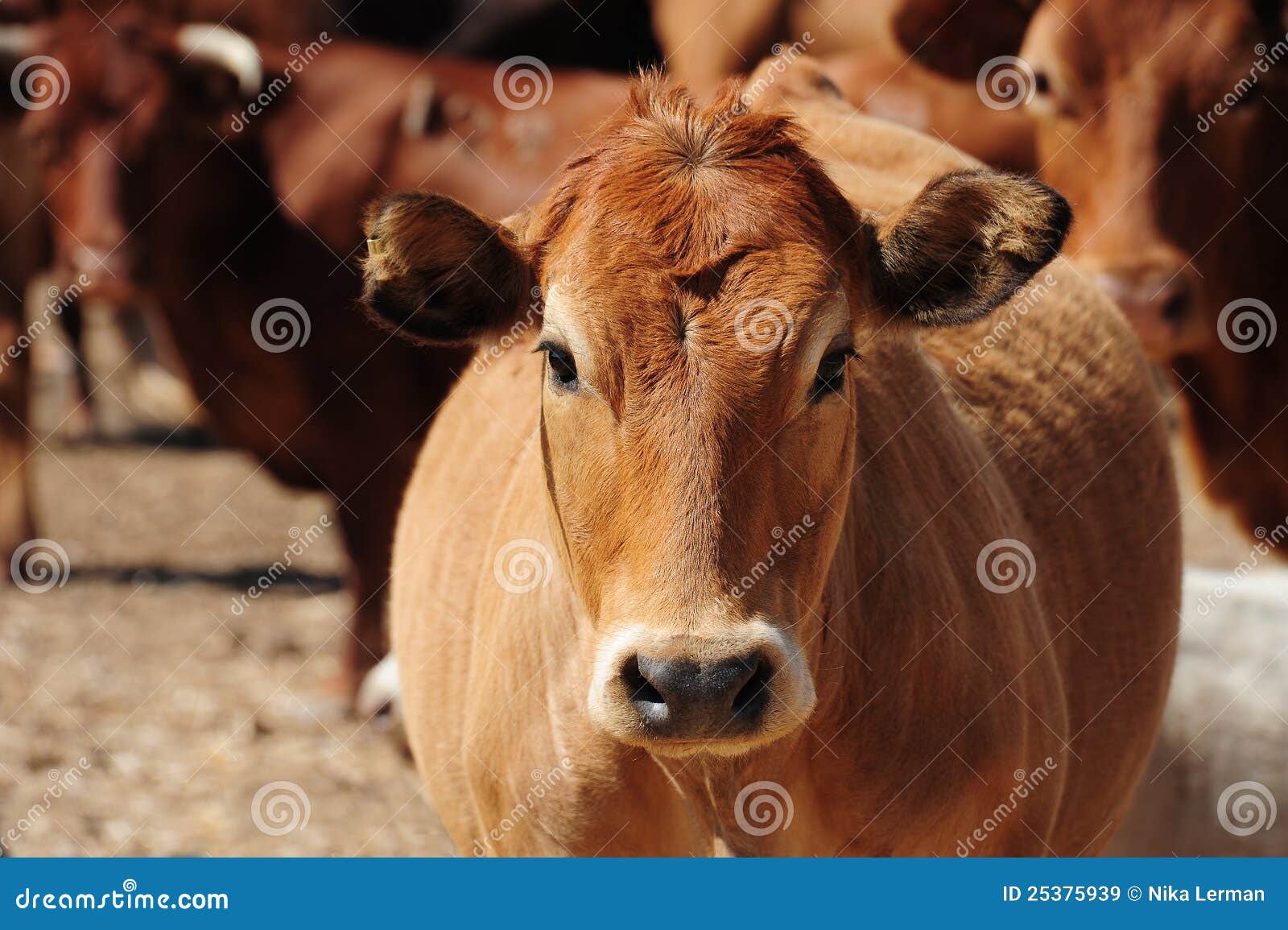 A beautiful cow stock image. Image of village, beautiful - 25375939