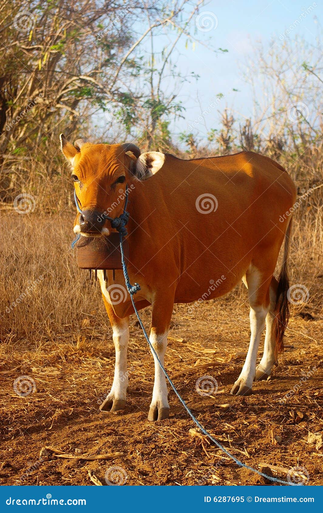 A beautiful cow in Bali stock image. Image of buffaloes - 6287695