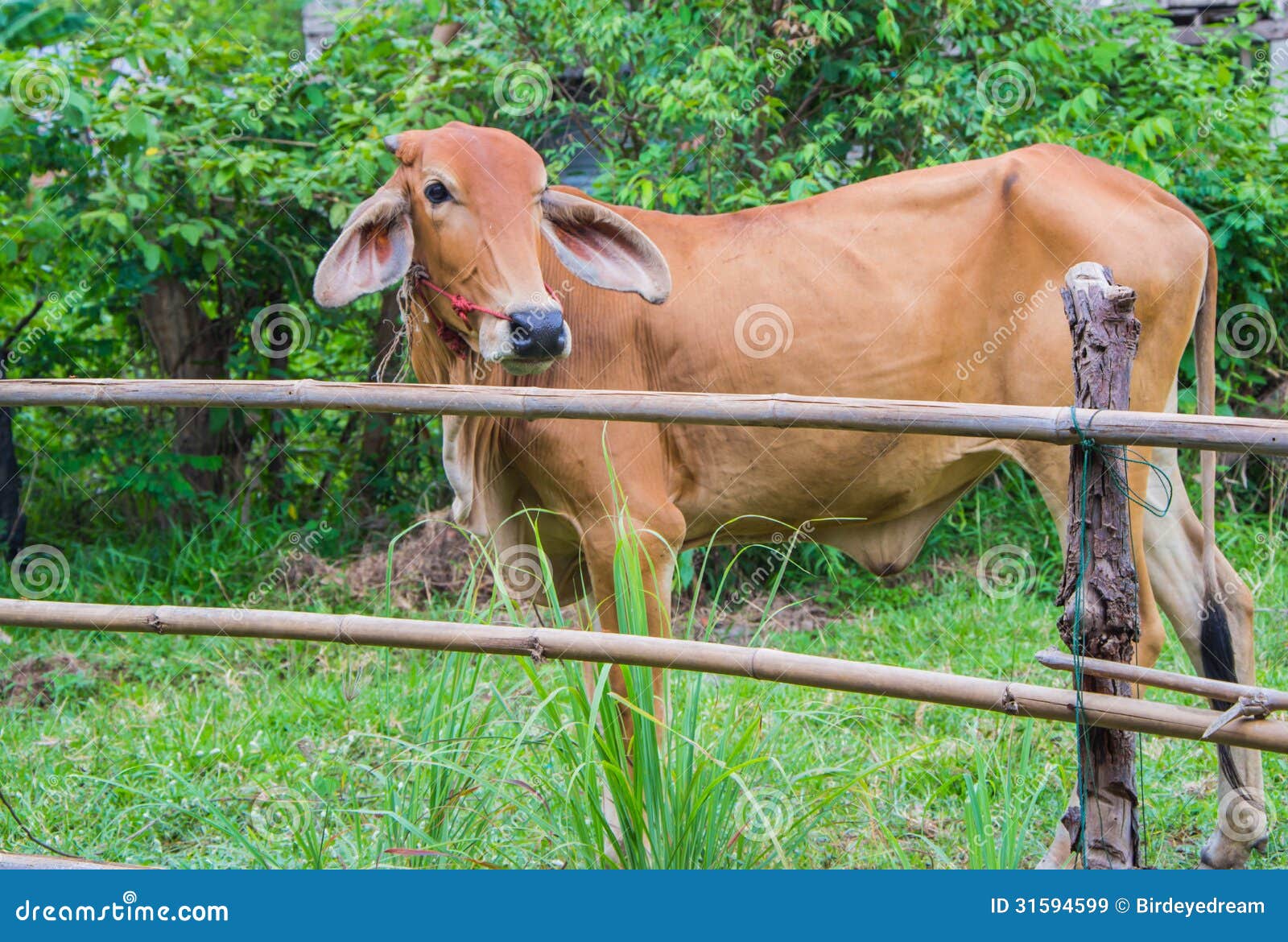 Beautiful cow stock image. Image of landscape, green - 31594599