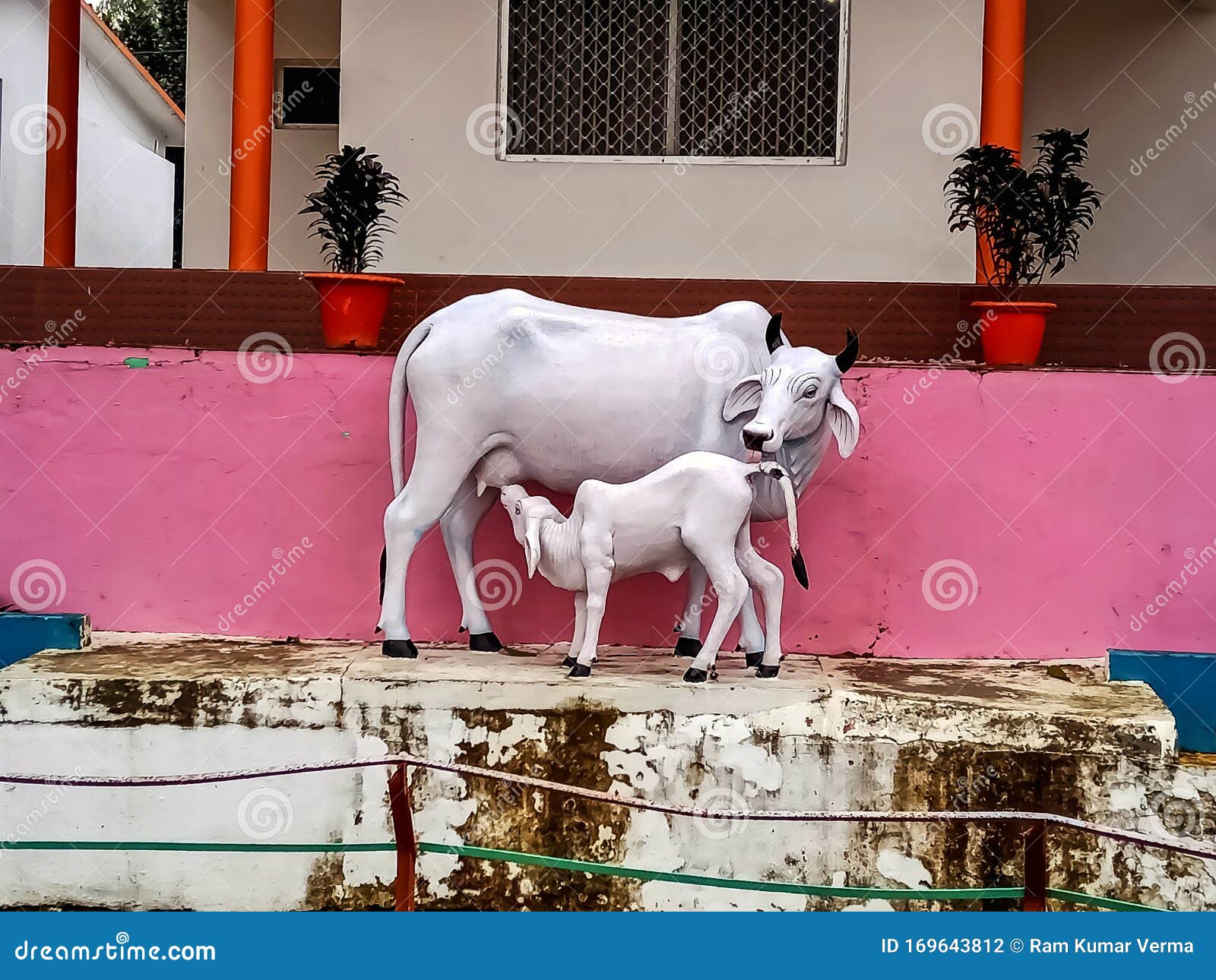 Beautiful Cow and Calf Nice Looking Image Stock Photo - Image of ...