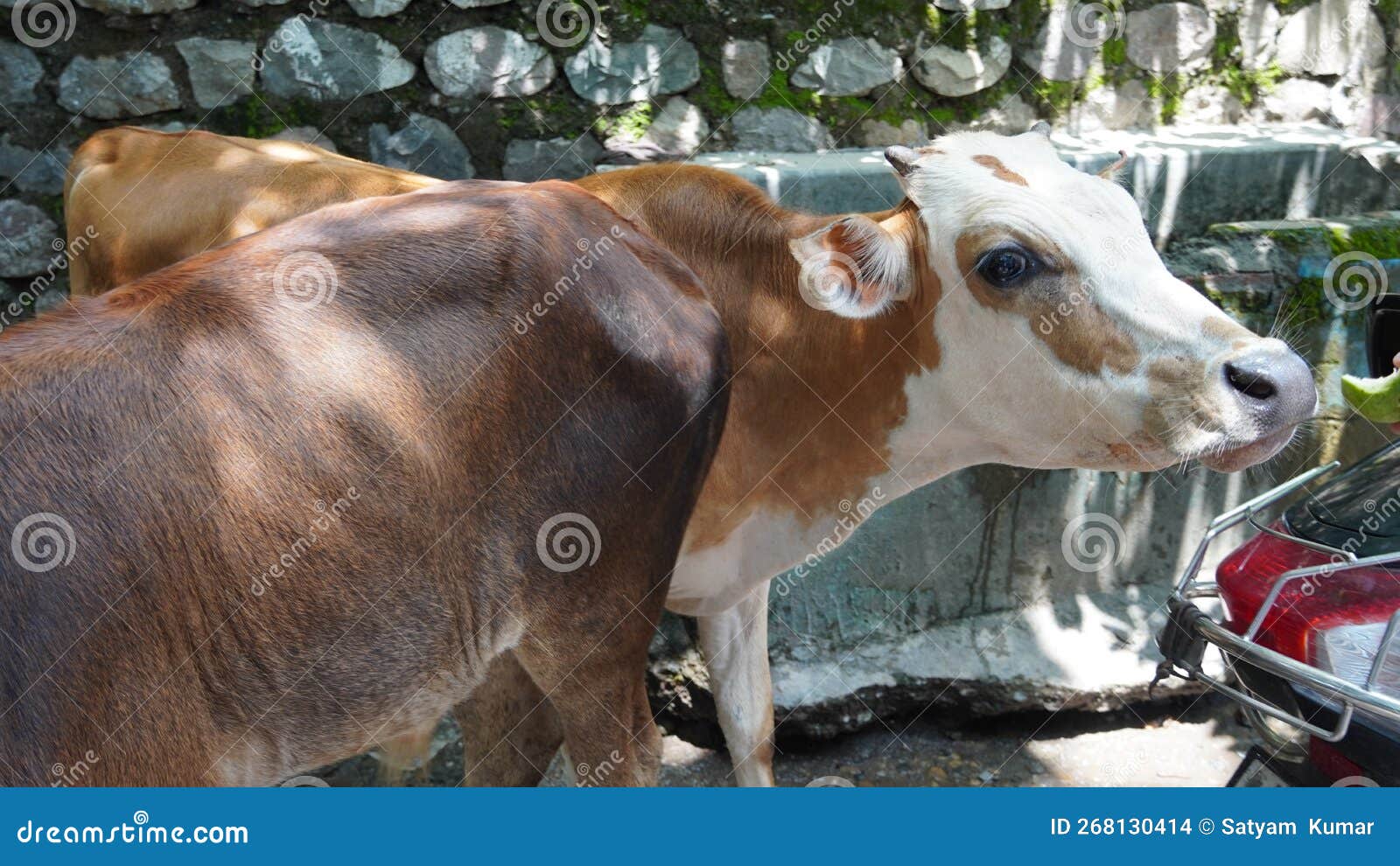Beautiful Cow Image Outdoor Shoot Hd Stock Photo - Image of close ...