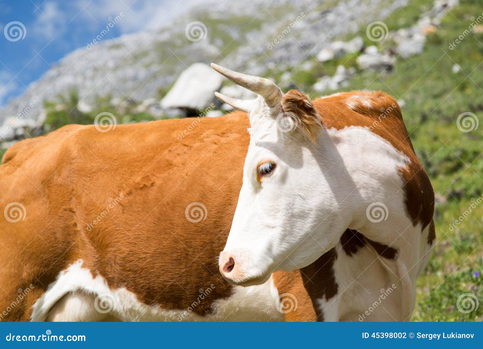 Beautiful cow stock photo. Image of horns, animal, beauty - 45398002
