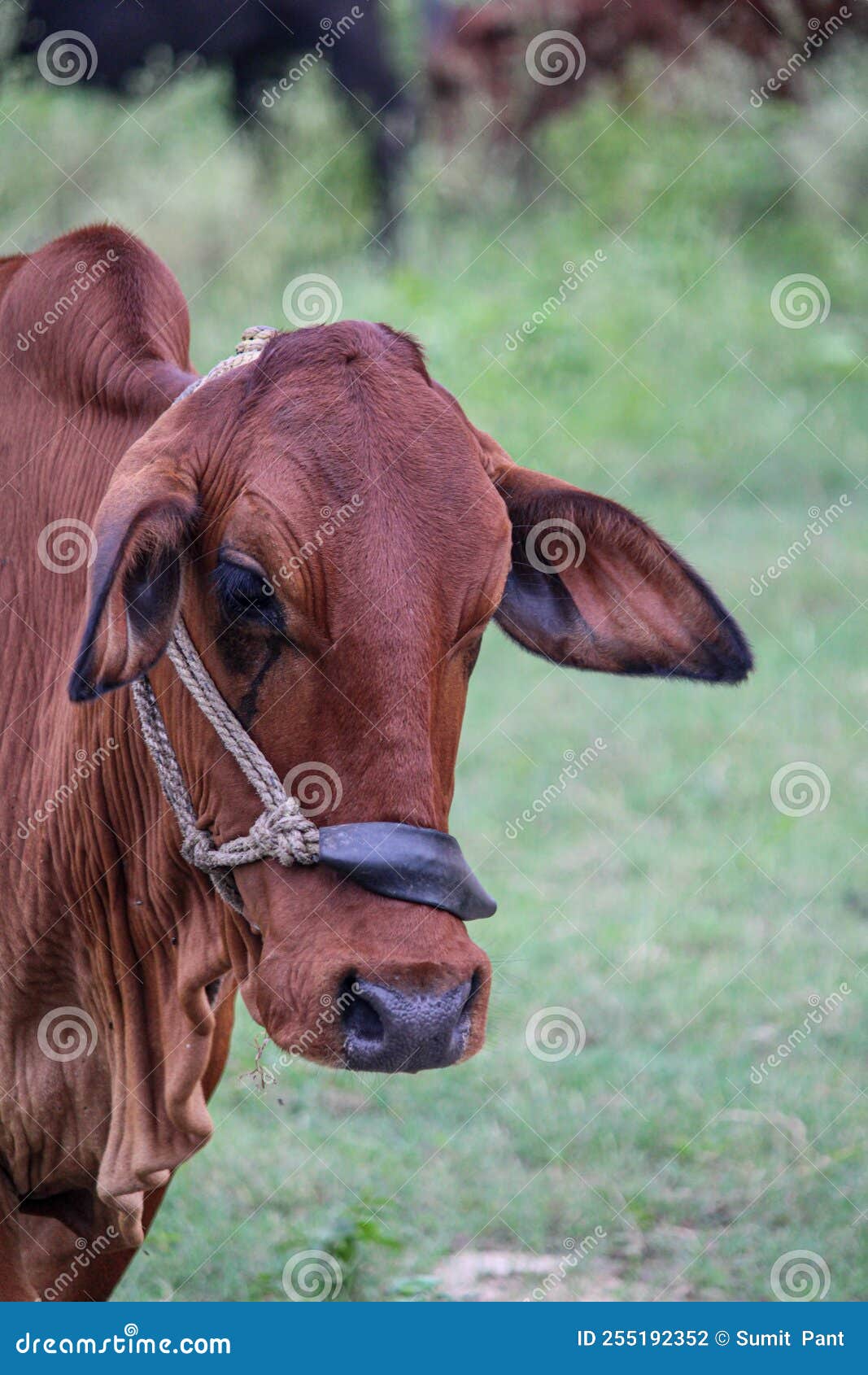 Beautiful cow stock photo. Image of cattle, farming - 255192352