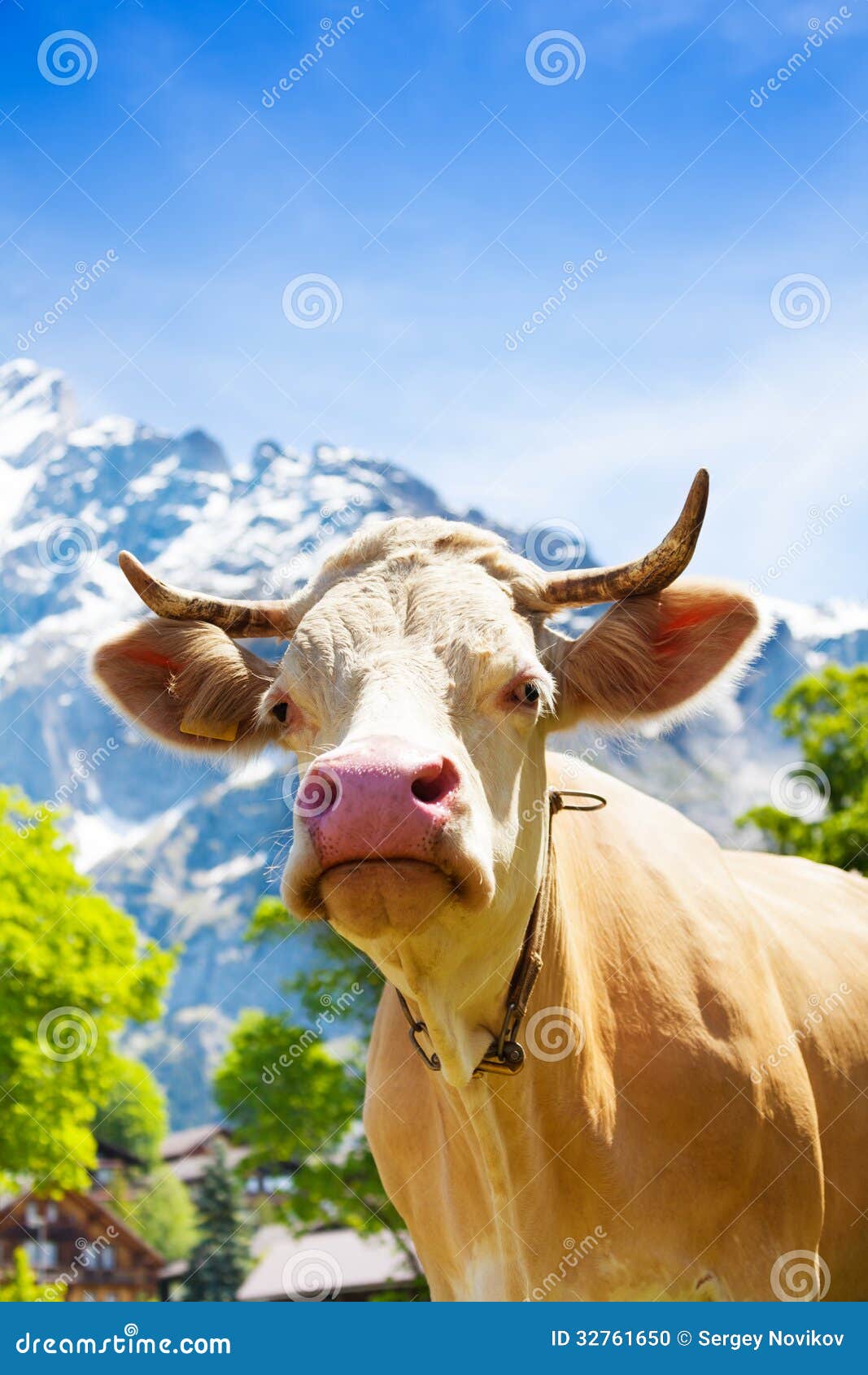 Beautiful cow s muzzle stock photo. Image of mountains - 32761650