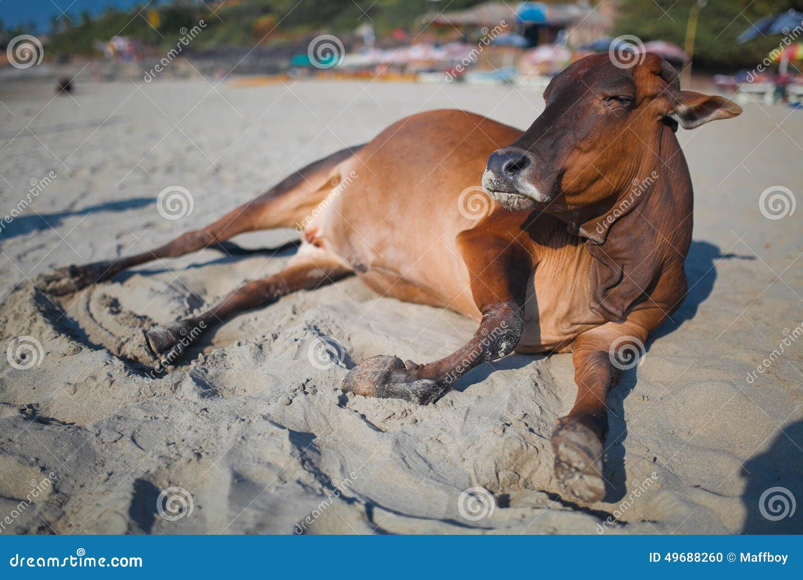 Beautiful Cow on Vagator Beach Stock Photo - Image of idyllic, outdoors ...