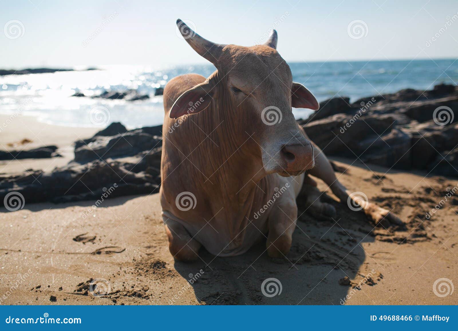 Beautiful Cow on Vagator Beach Stock Photo - Image of animals, looking ...
