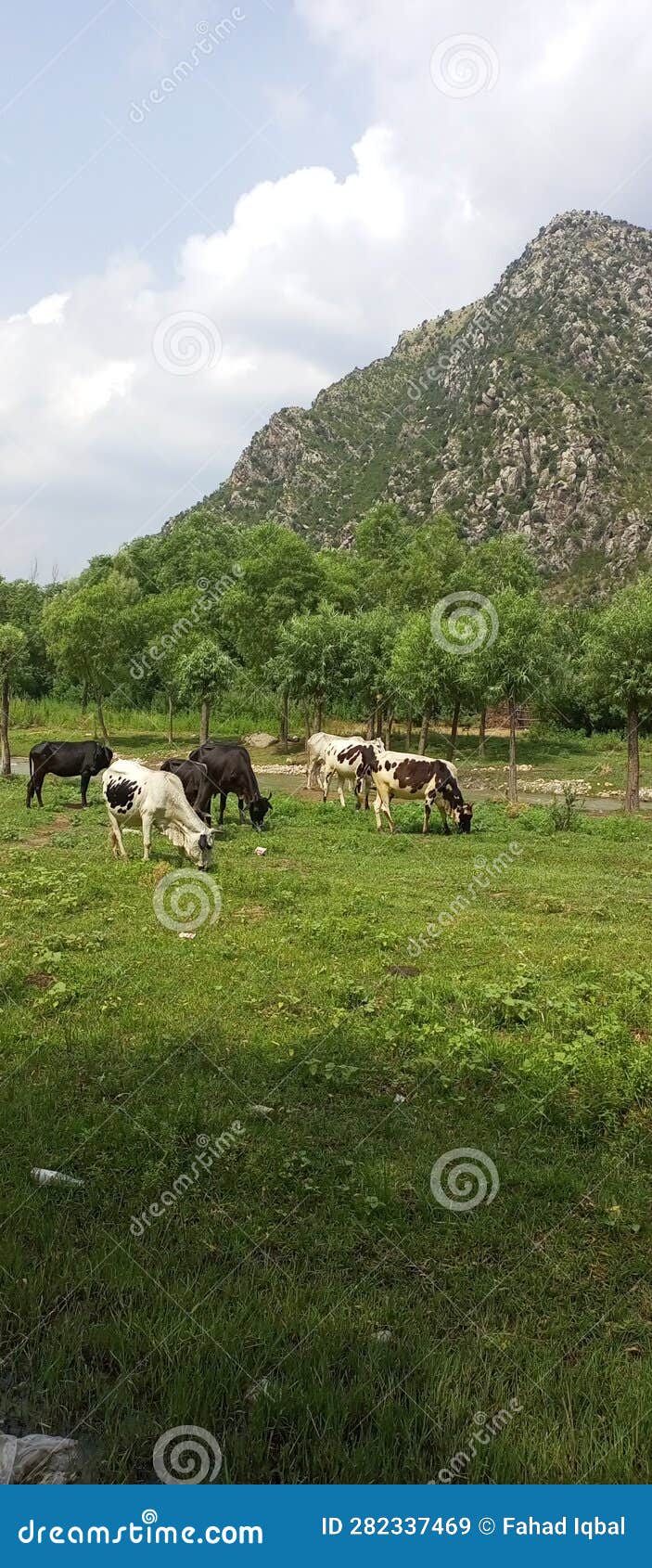 Beautiful Cow in village stock image. Image of landscape - 282337469