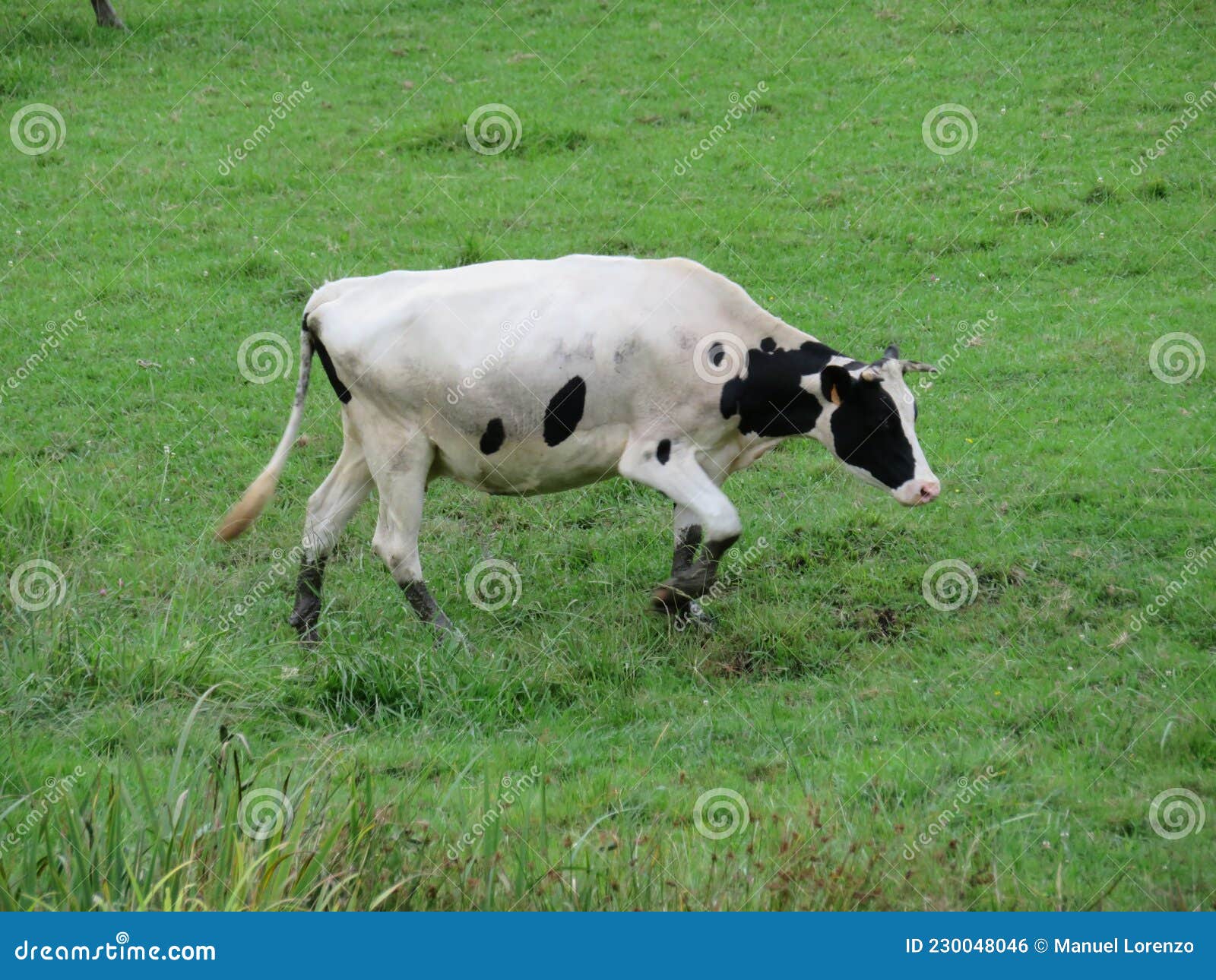 Beautiful Cows Meadows Pasture Animals Herbivorous Farm Stock Photo ...