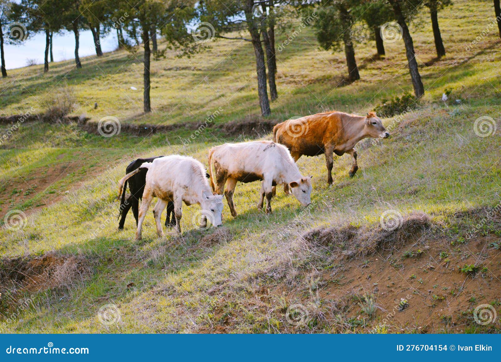 Beautiful Cows in the Pasture. Cows at Sunset among the Trees on the ...