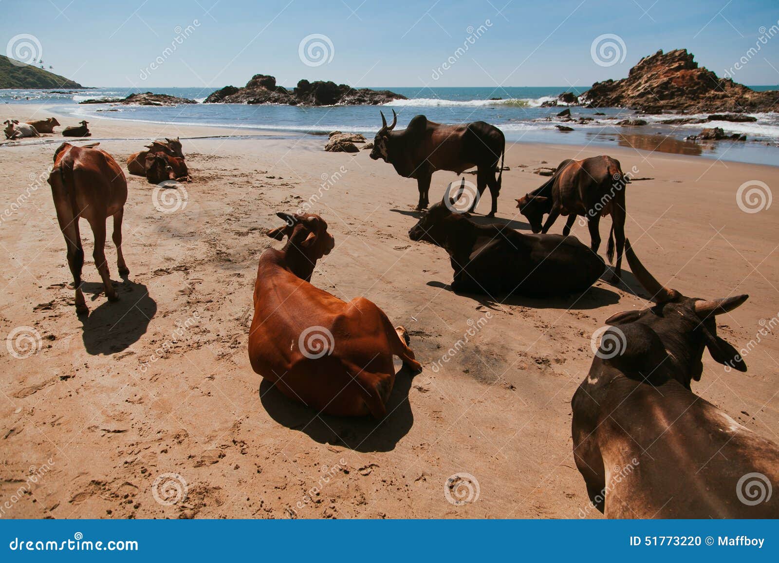 Cows On The Beach In India, Cows Resting On A Beach In Goa. Holy Indian ...