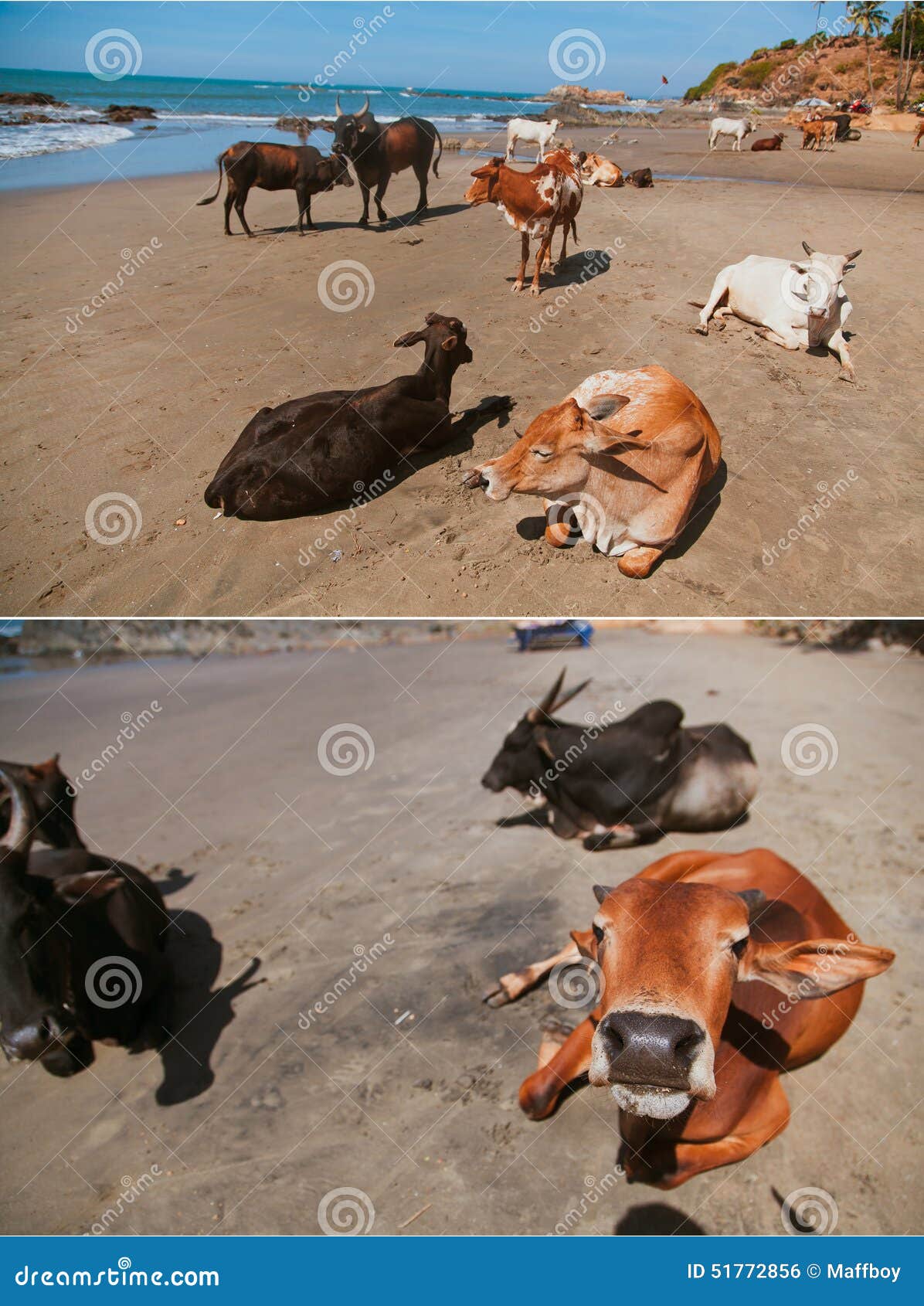 Beautiful Cows on Vagator Beach Stock Photo - Image of domestic ...