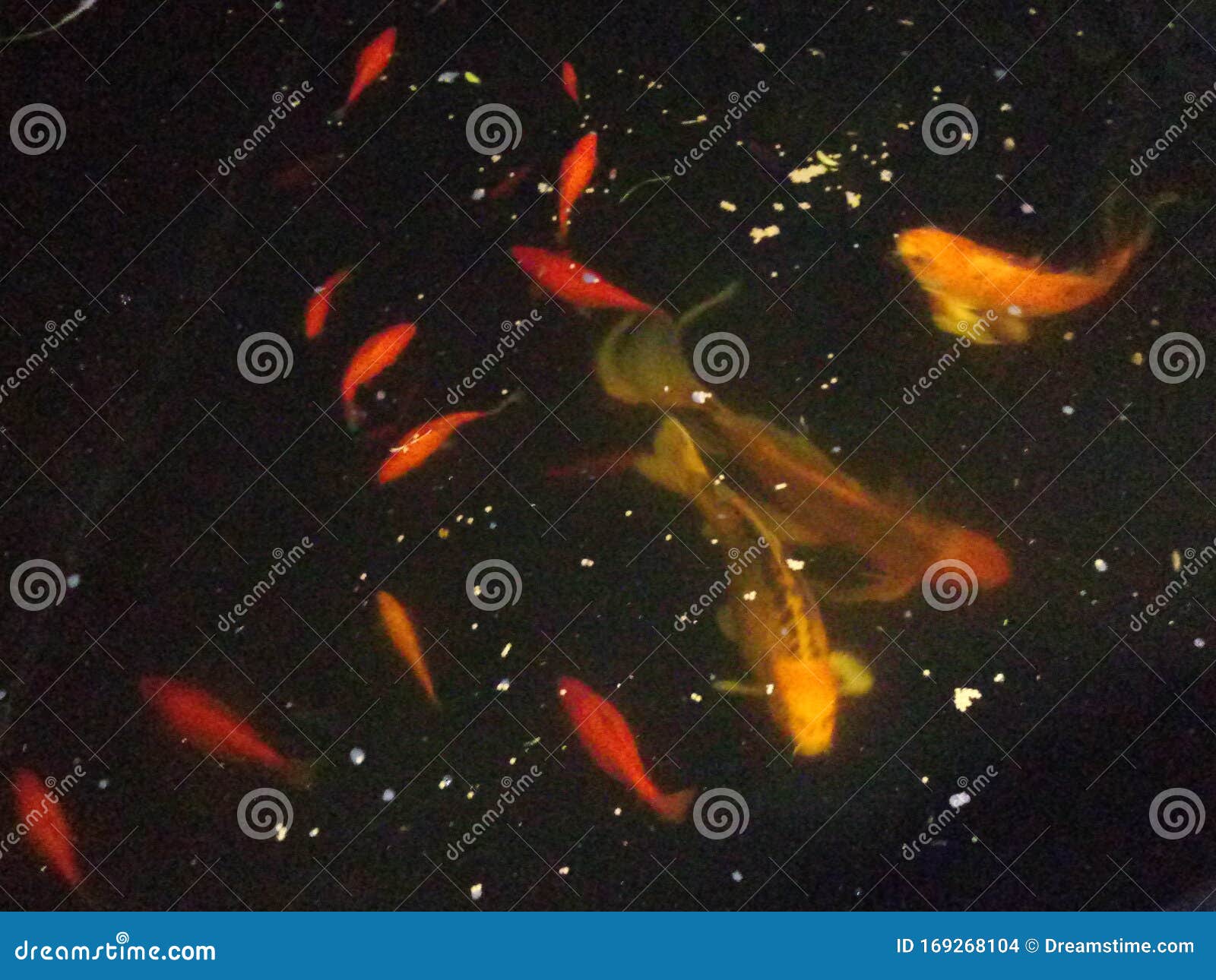 Beautiful Coy Fish and Goldfish Stock Photo - Image of pond, handmade ...